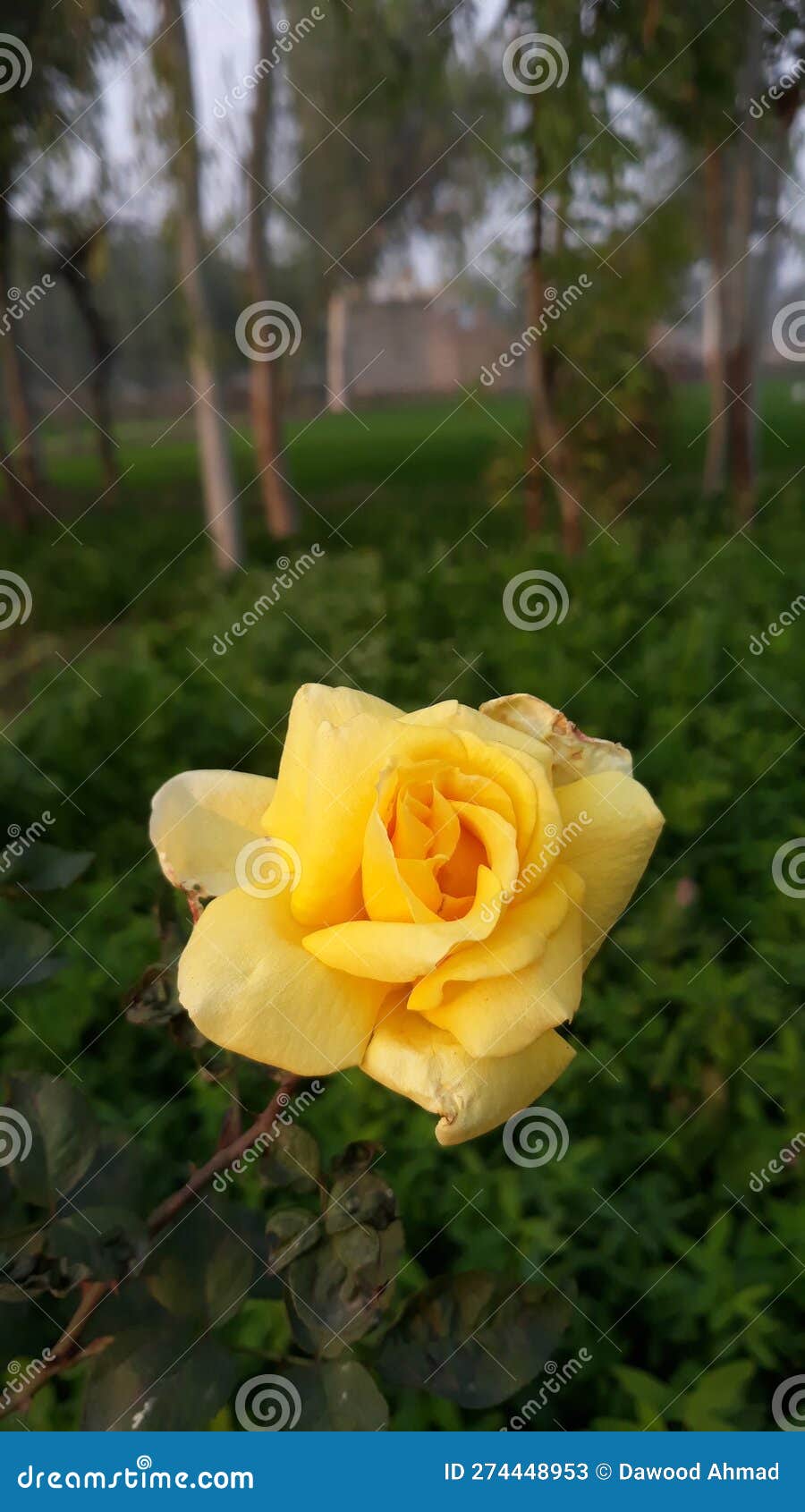 Best Yellow Real Rose Natural Stock Image - Image of natural, real ...