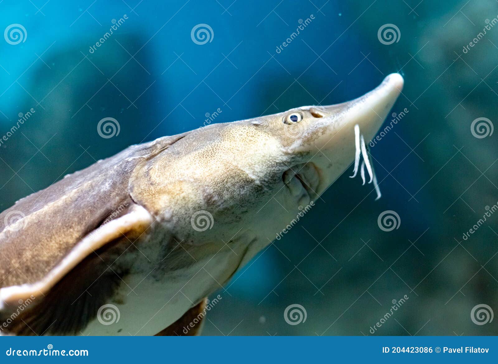 Bester Fish. Acipenser Ruthenus X Huso Huso Stock Photo - Image of ...