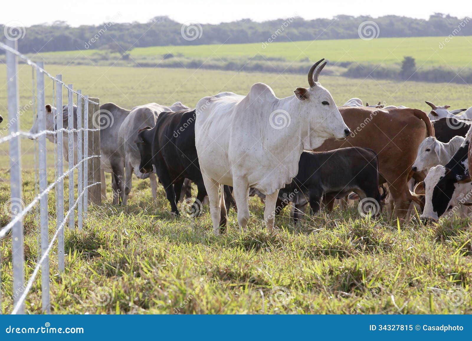 Bestiame immagine stock. Immagine di quadruplicato, mammifero - 34327815