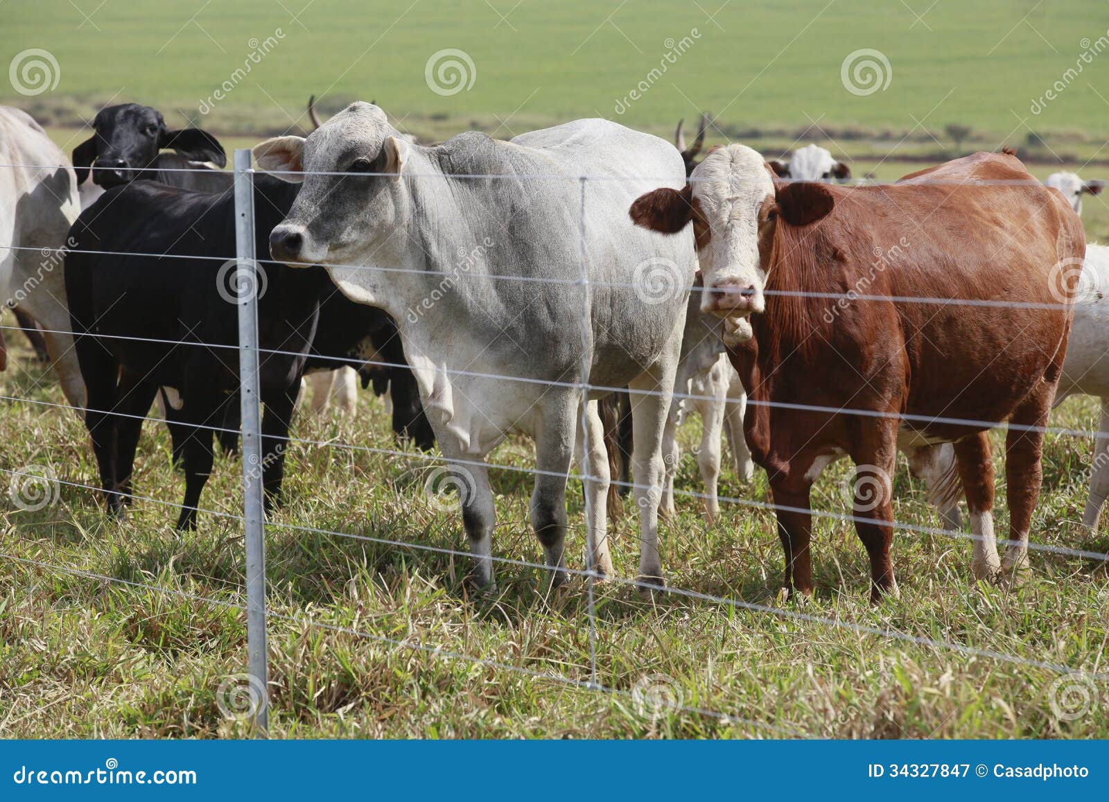 Bestiame immagine stock. Immagine di podere, campo, farmland - 34327847