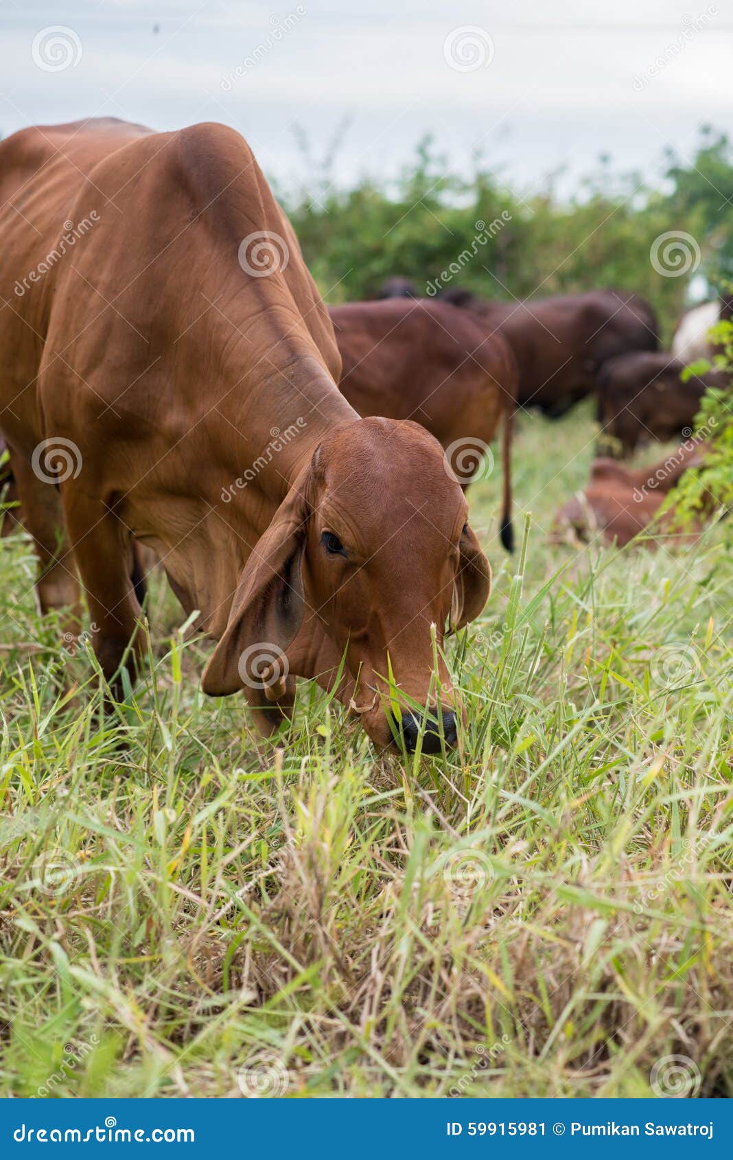 Bestiame Americano Della Mucca Del Bramano Immagine Stock - Immagine di ...
