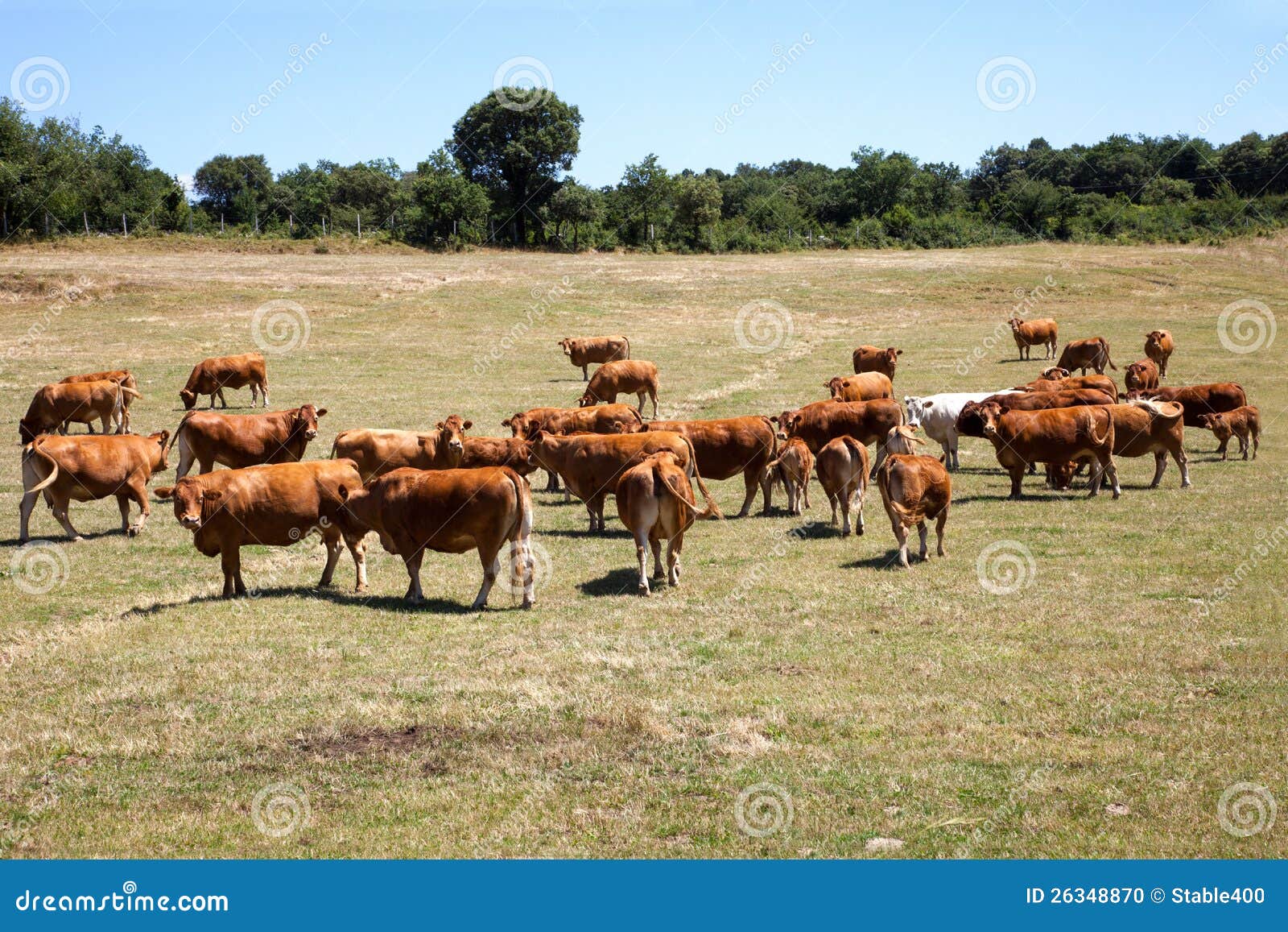Bestiame che pasce fotografia stock. Immagine di addomesticato - 26348870