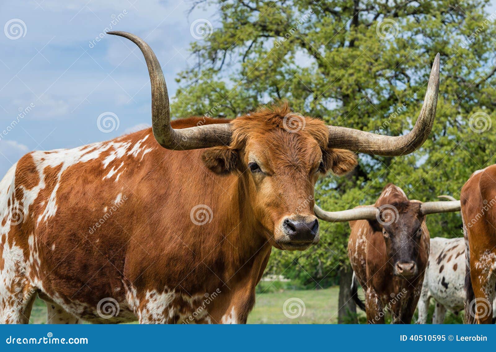 Bestiame Della Mucca Texana Del Texas Immagine Stock - Immagine di ...