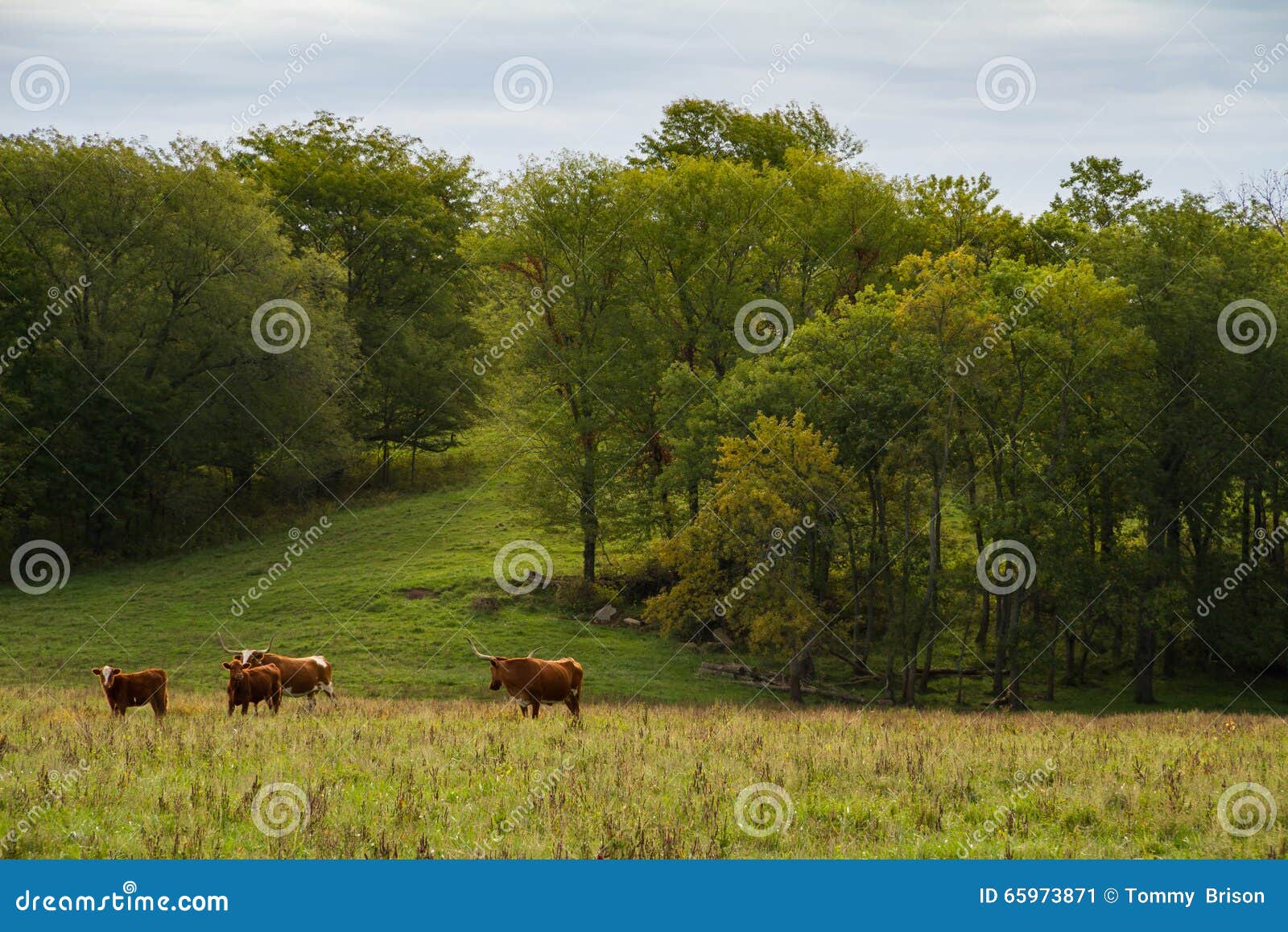 Bestiame Della Mucca Texana Del Texas Immagine Stock - Immagine di ...