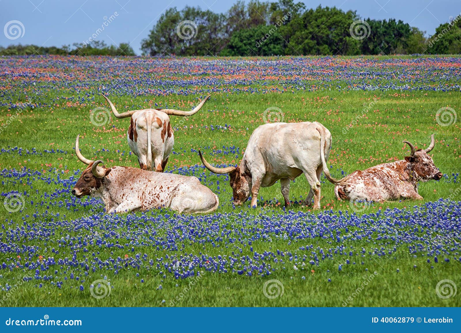 Bestiame Della Mucca Texana Del Texas in Bluebonnets Immagine Stock ...