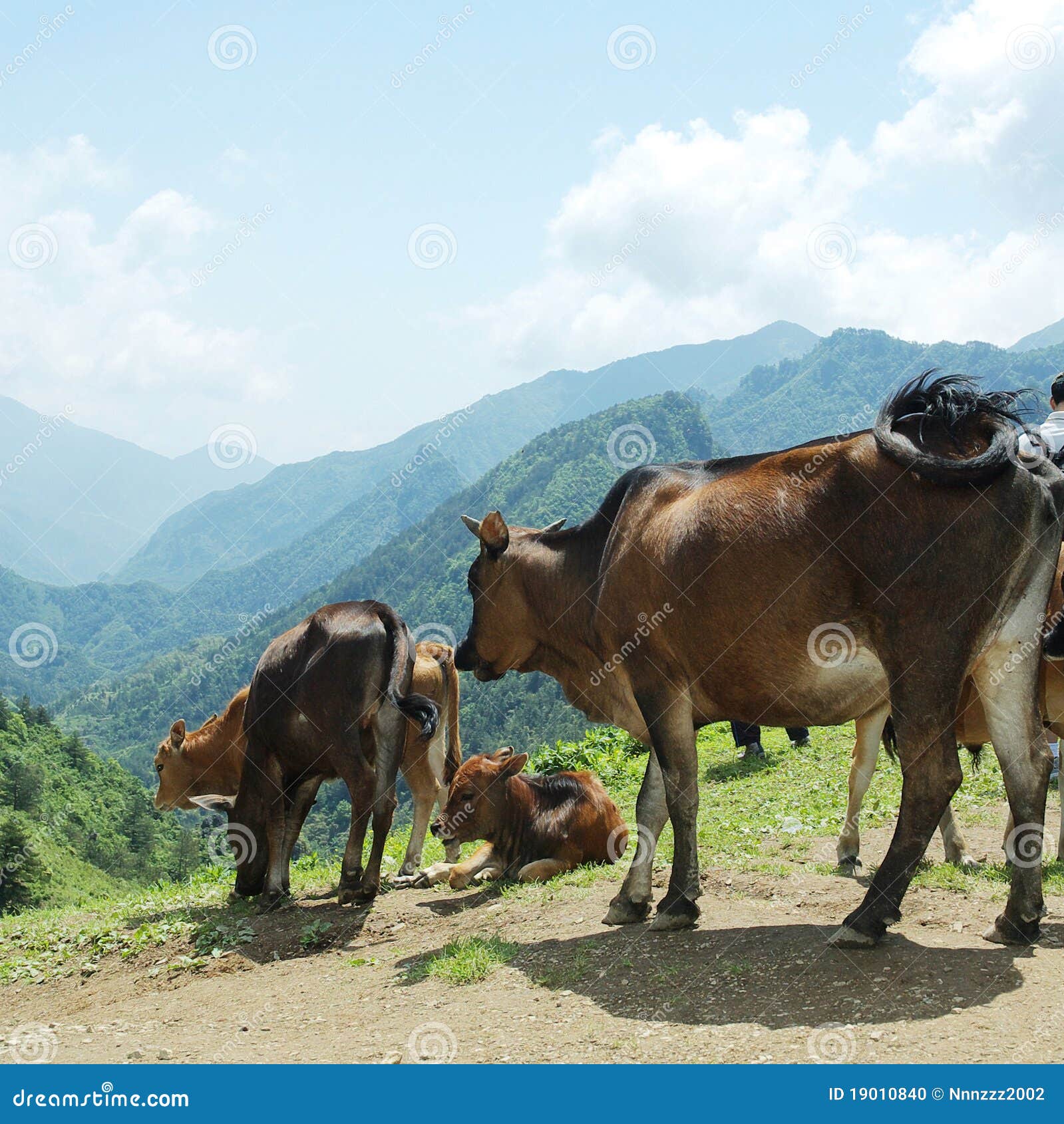 Bestiame in discesa fotografia stock. Immagine di cielo - 19010840