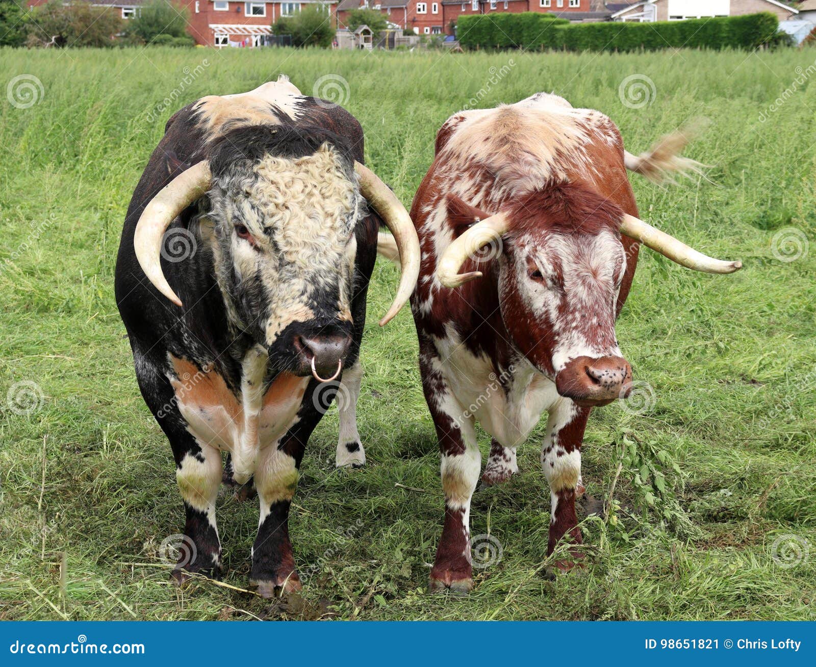 Bestiame Inglese Della Mucca Texana Immagine Stock - Immagine di anello ...