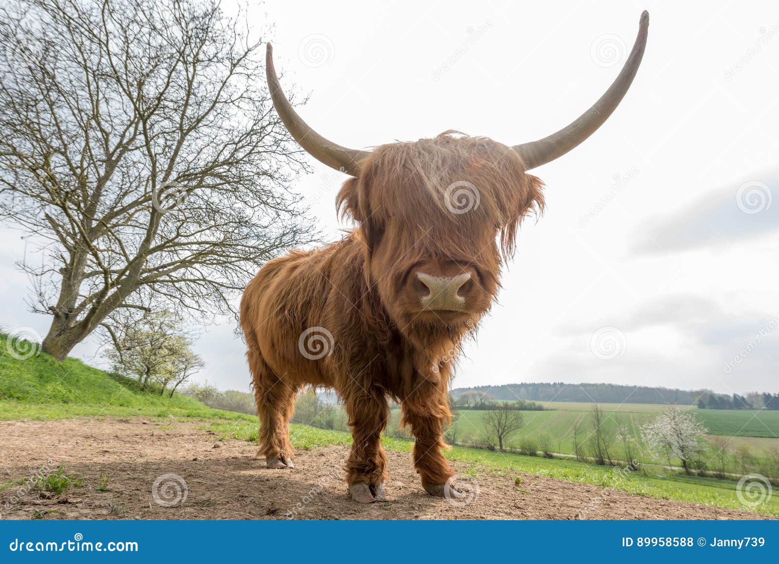 Bestiame Scozzese Dell'altopiano Fotografia Stock - Immagine di carne ...