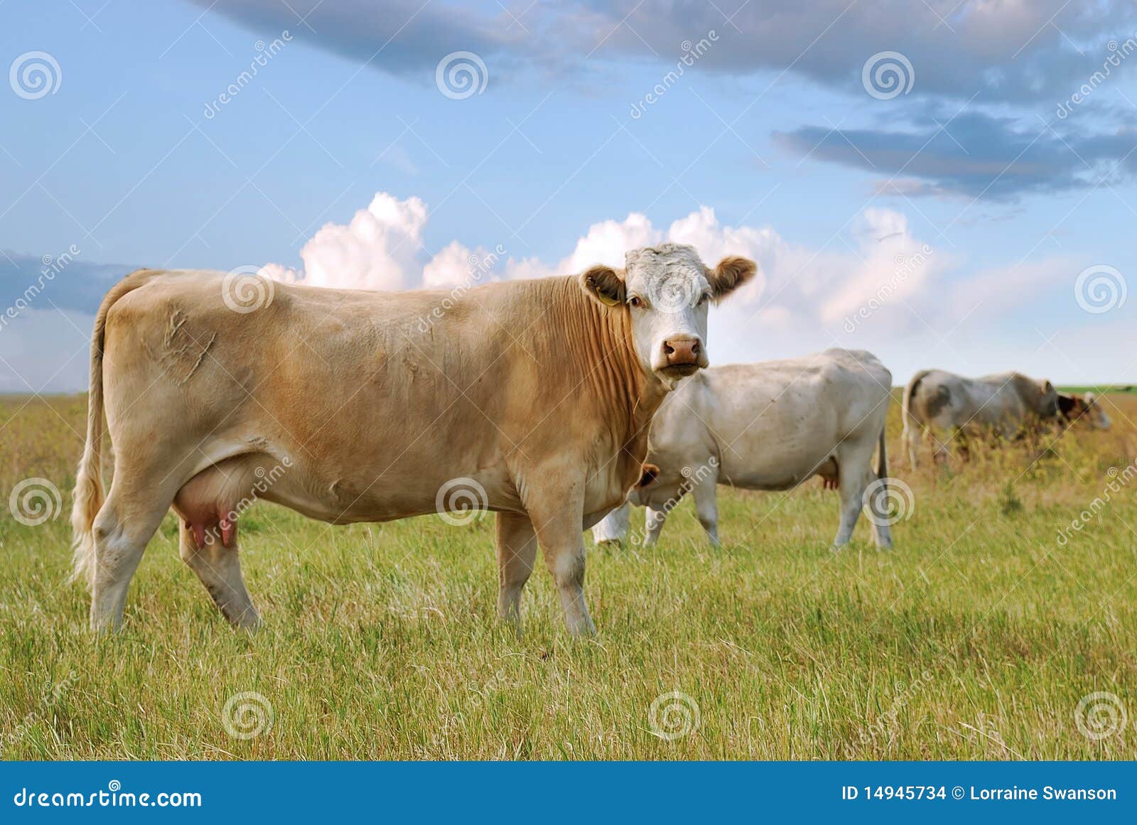 Bestiame sulla prateria fotografia stock. Immagine di rurale - 14945734