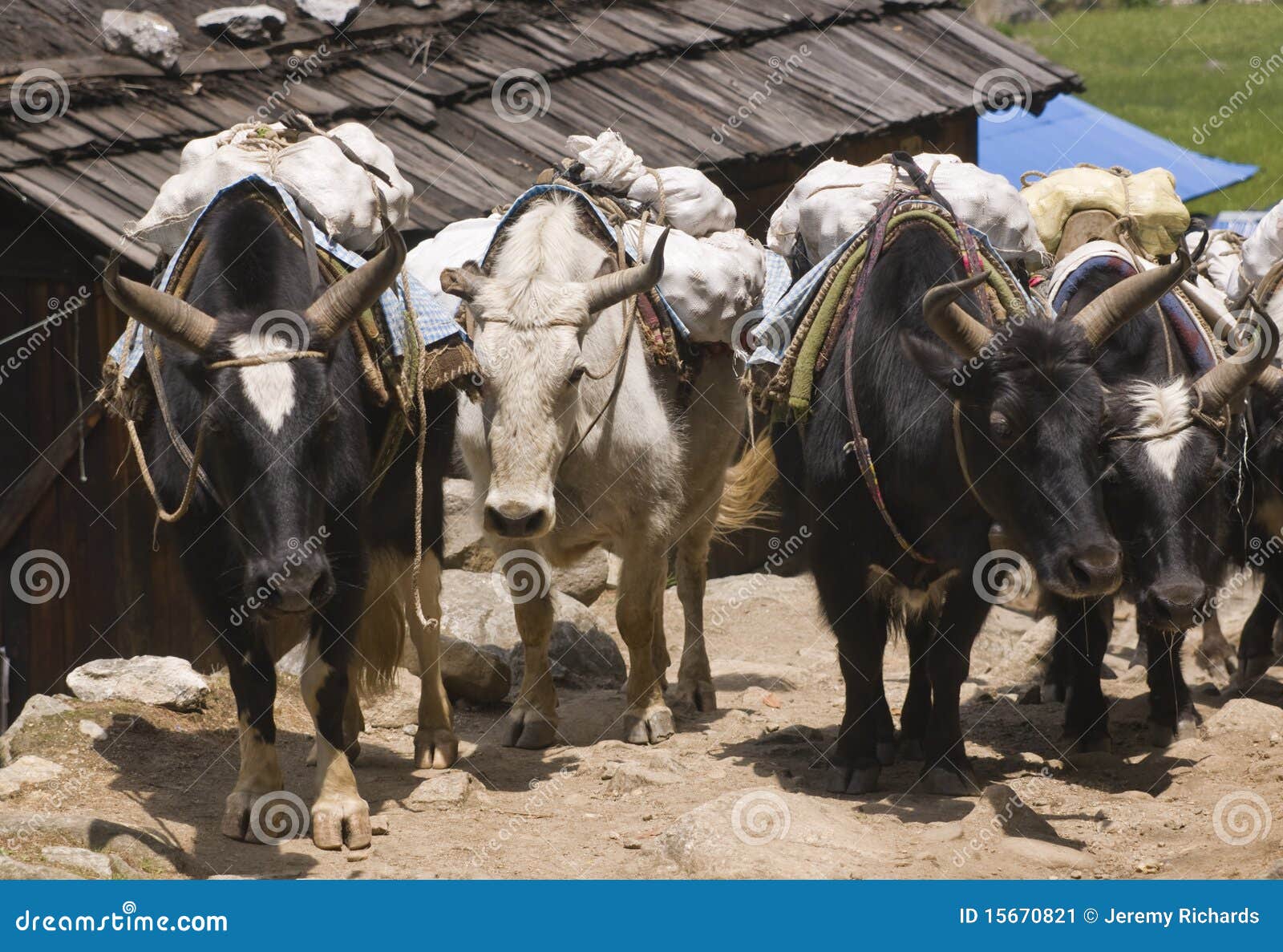 Bestias de la carga imagen de archivo. Imagen de manada - 15670821