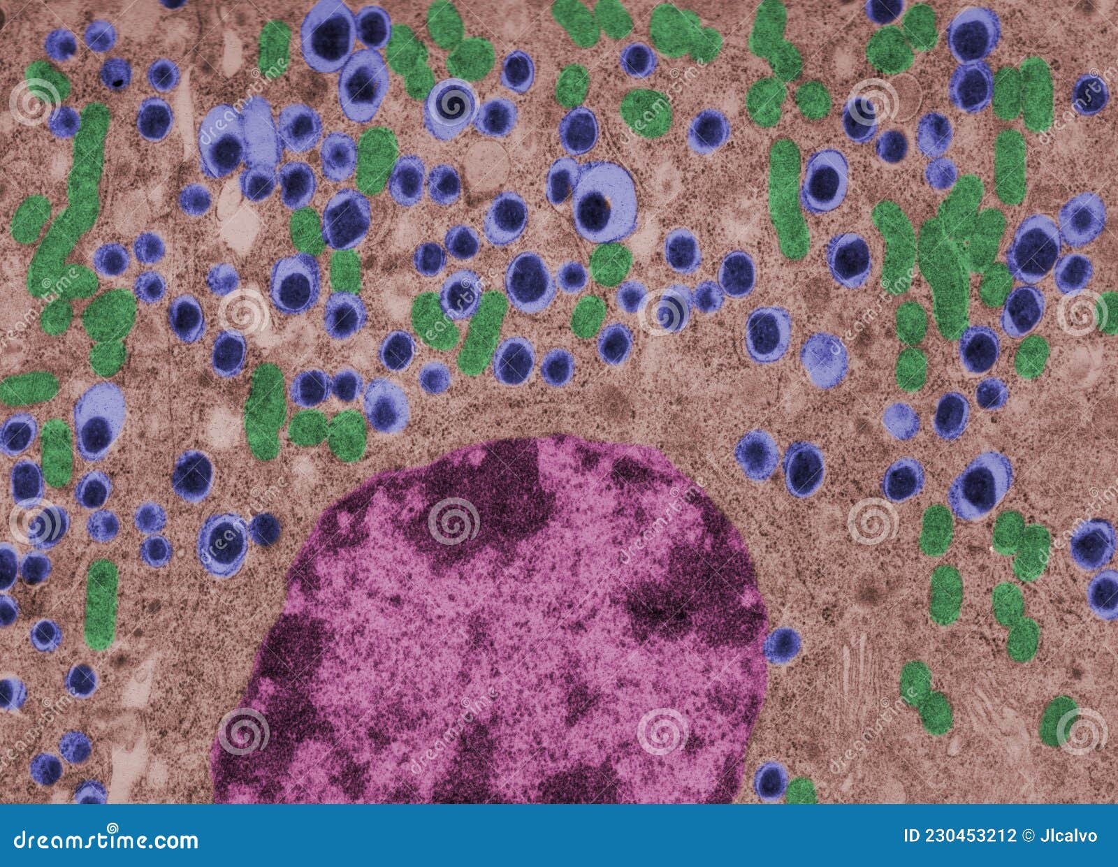 Beta Cell. Langerhans Islet Stock Photo - Image of islet, cytology ...
