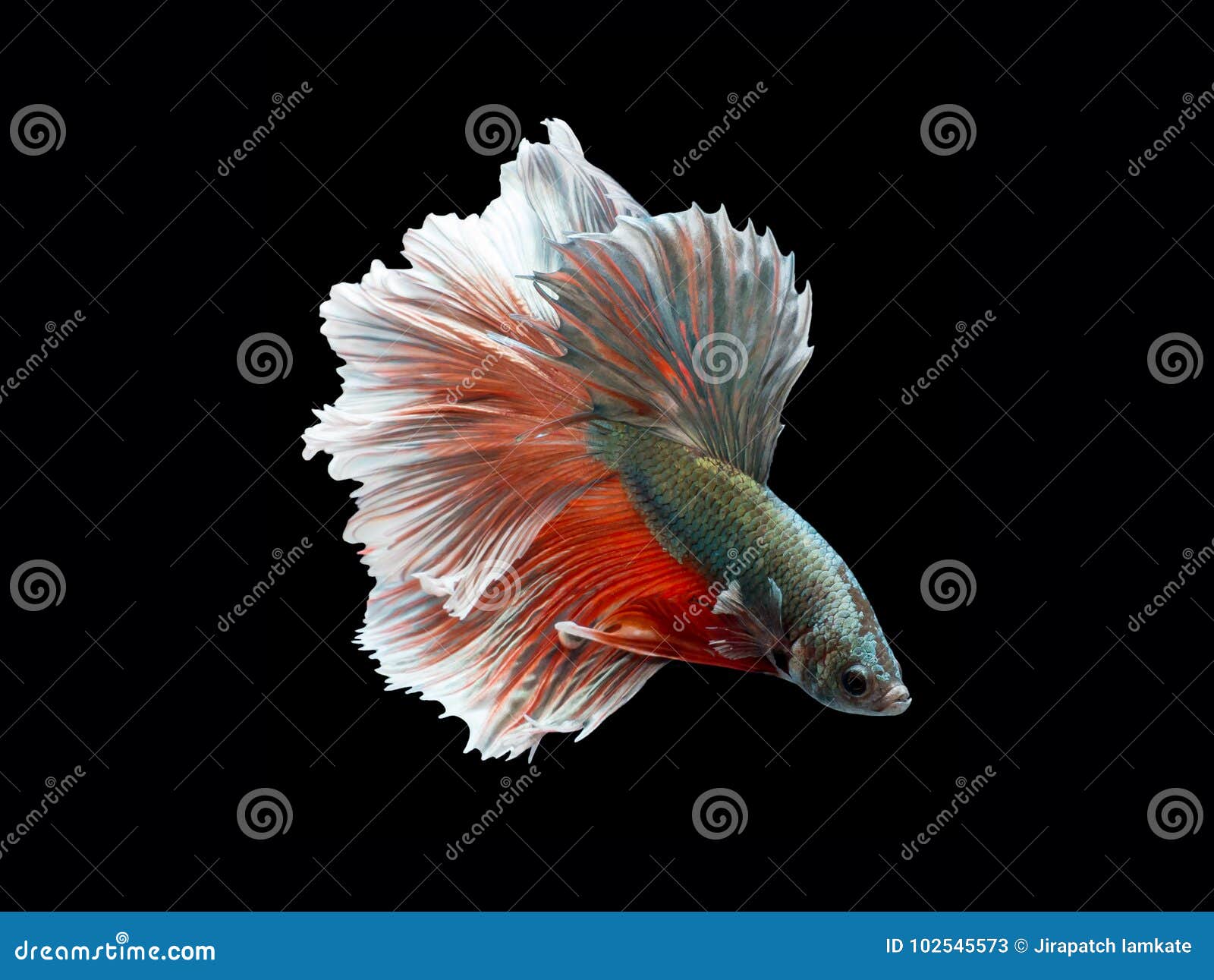 Beta Fighting Fish stock image. Image of elegant, black - 102545573