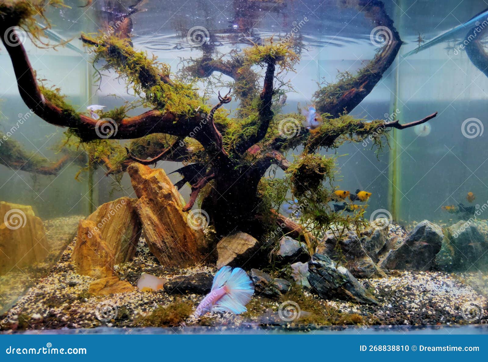 Underwater Tree Of Anemones Stock Photography | CartoonDealer.com #38318666