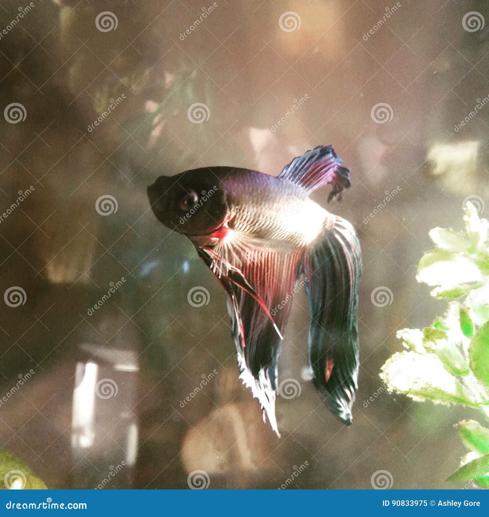 Beta Fish stock image. Image of beautiful, sunset, fish - 90833975