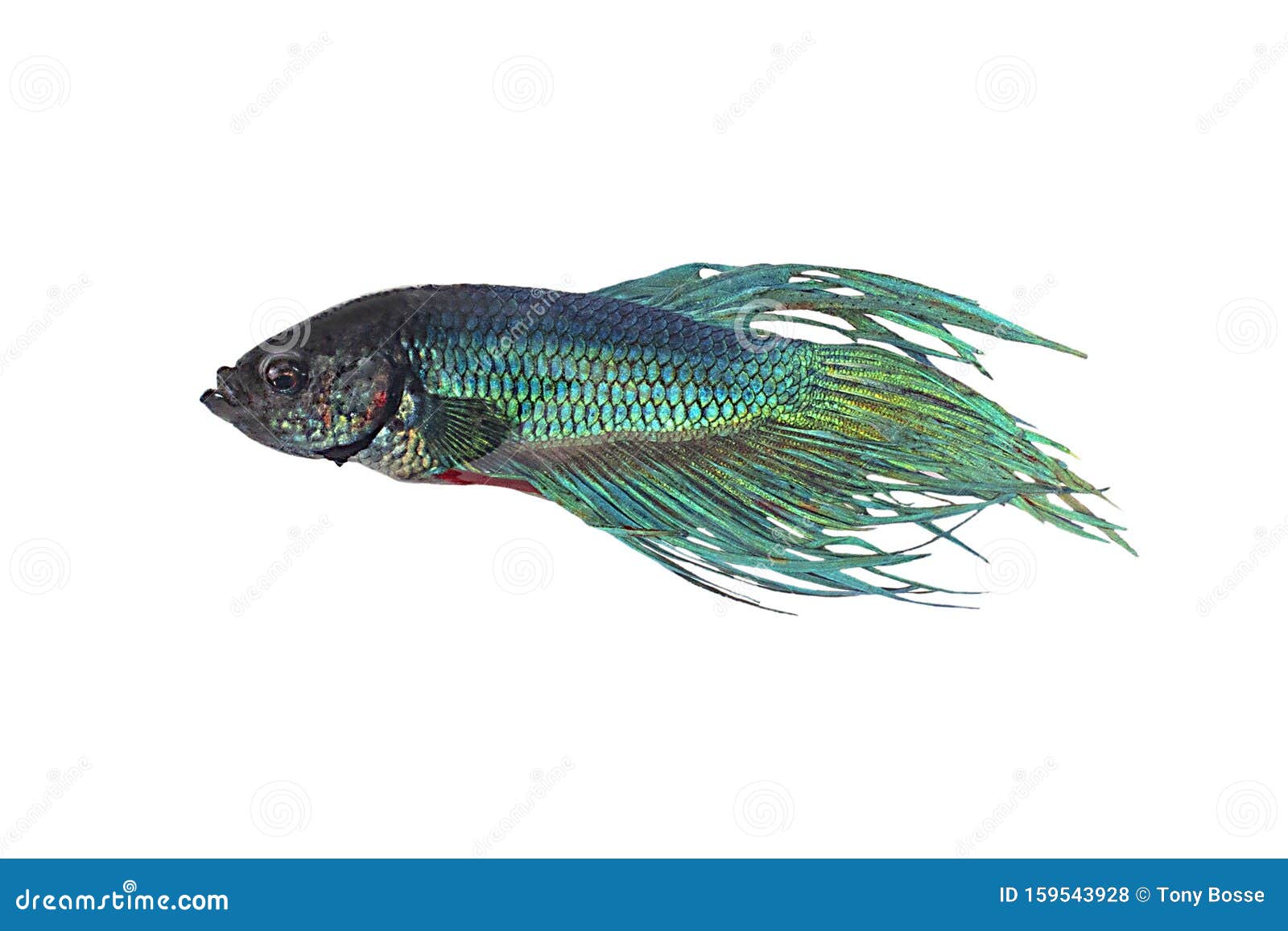Beta Fish stock photo. Image of fish, white, creature - 159543928