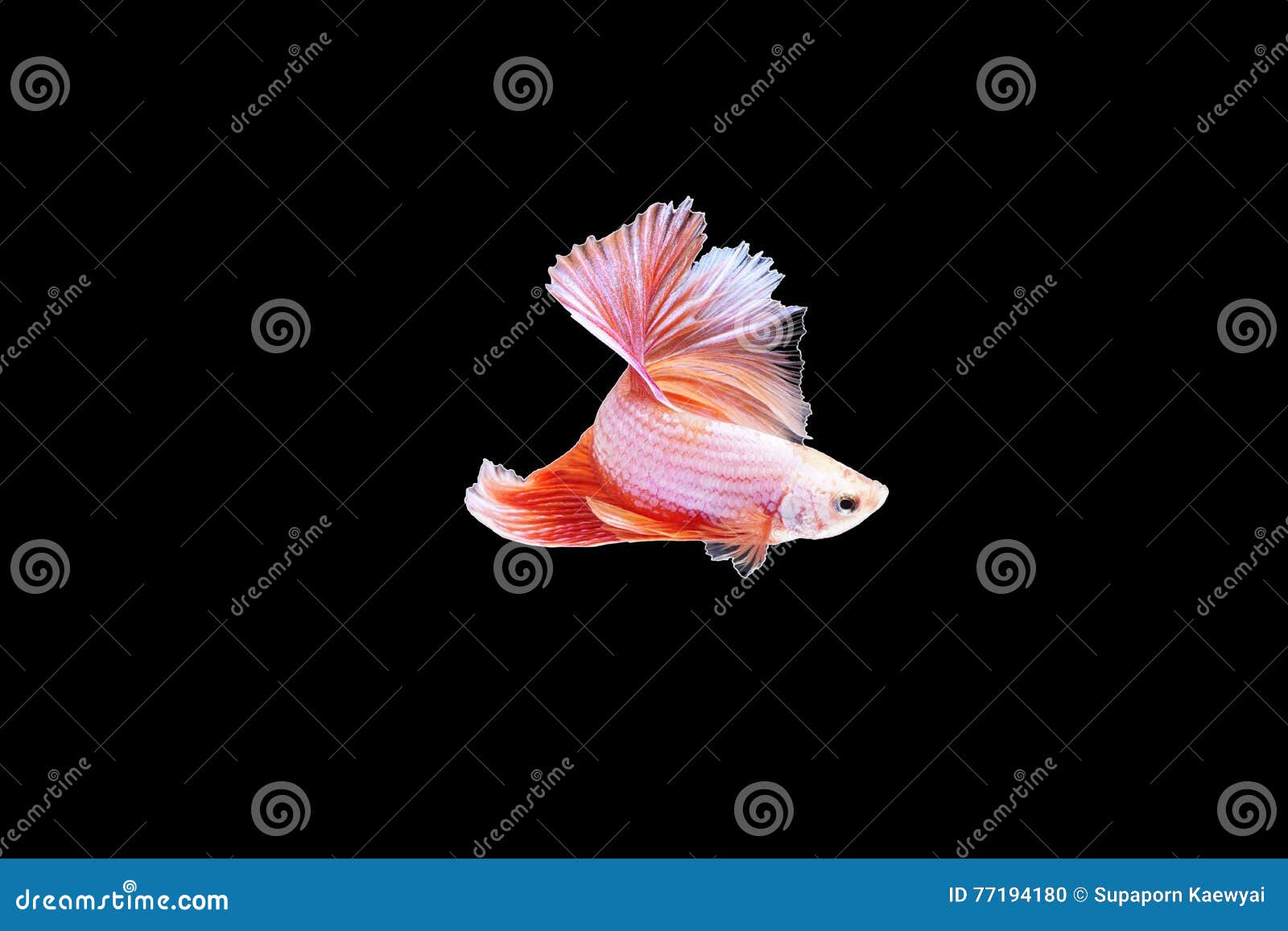 Beta fish stock photo. Image of animals, fish, farm, abrtract - 77194180