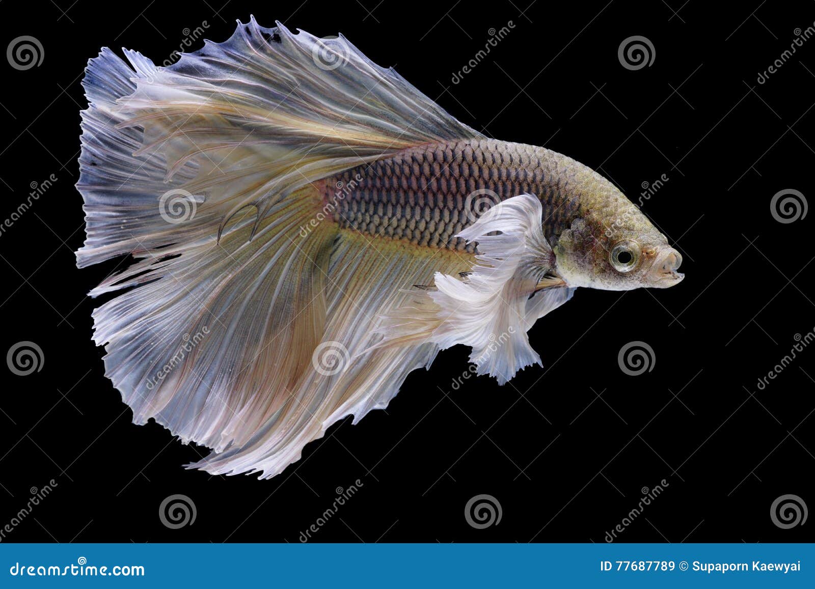 Beta fish stock image. Image of black, kaeng, farm, nature - 77687789