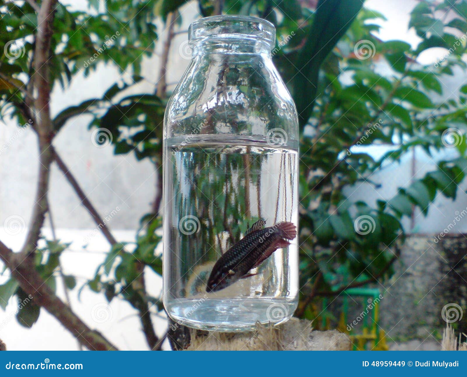 Beta fish in a botle stock image. Image of funny, fish - 48959449
