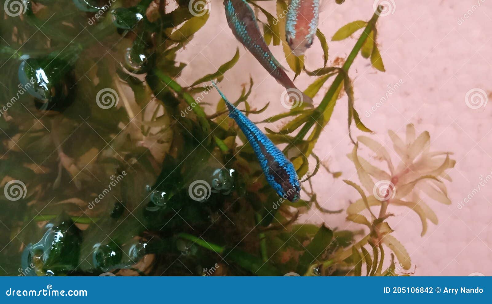 Beta fish breeding stock photo. Image of wildlife, insect - 205106842
