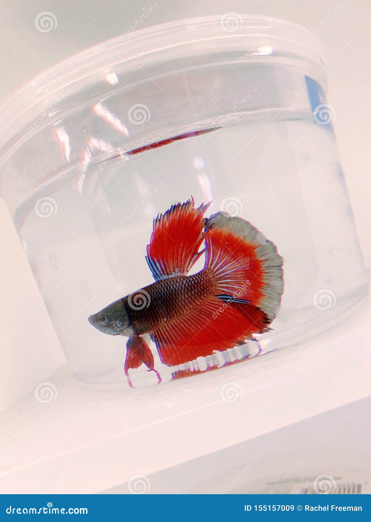 Beta fish stock image. Image of animal, halfmoon, fish - 155157009