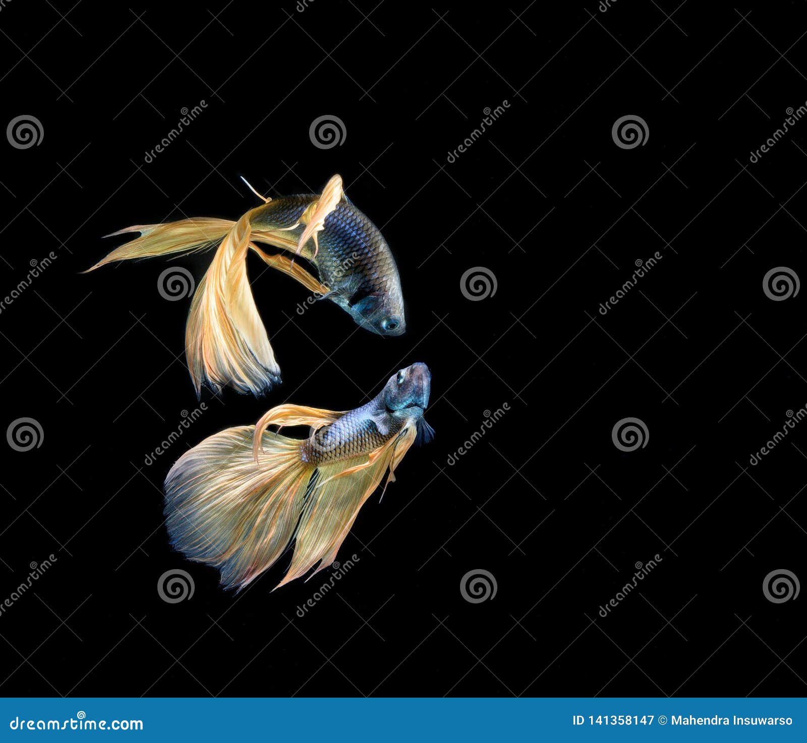 Beta Fish Fighting stock image. Image of wallpaper, multicolored ...