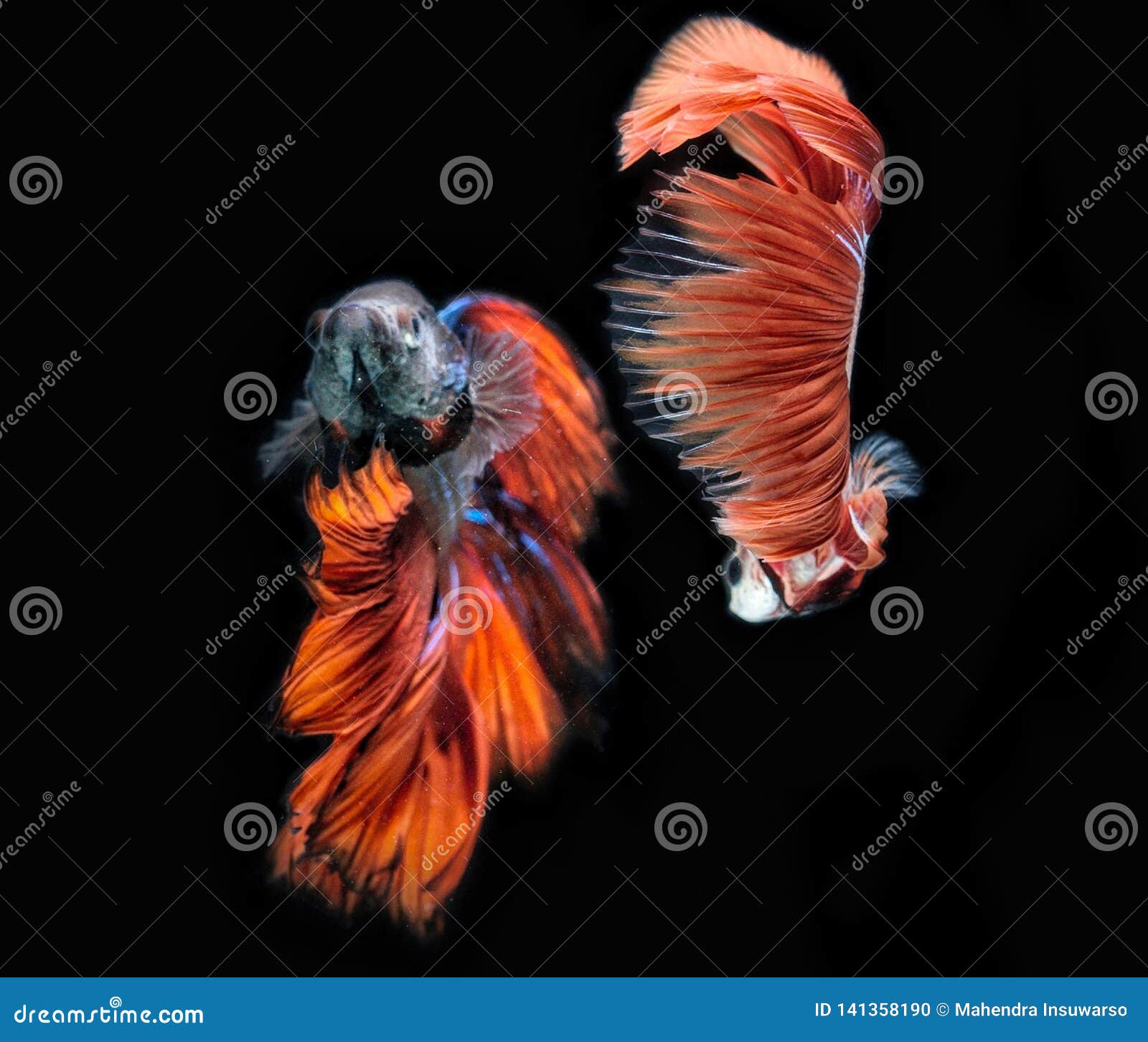 Beta Fish Fighting stock photo. Image of beautiful, wallpaper - 141358190