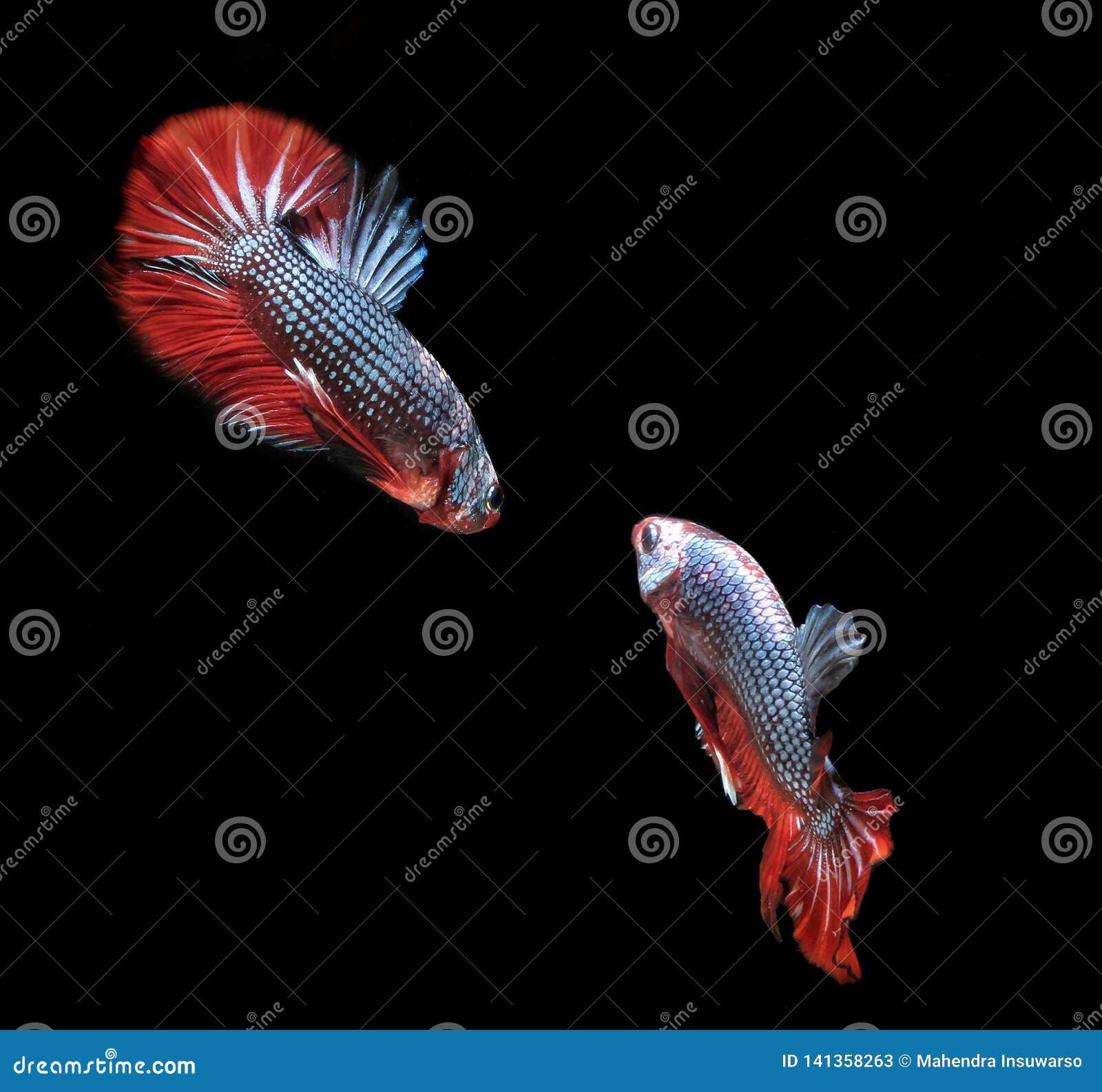 Beta Fish Fighting stock image. Image of macro, beautiful - 141358263
