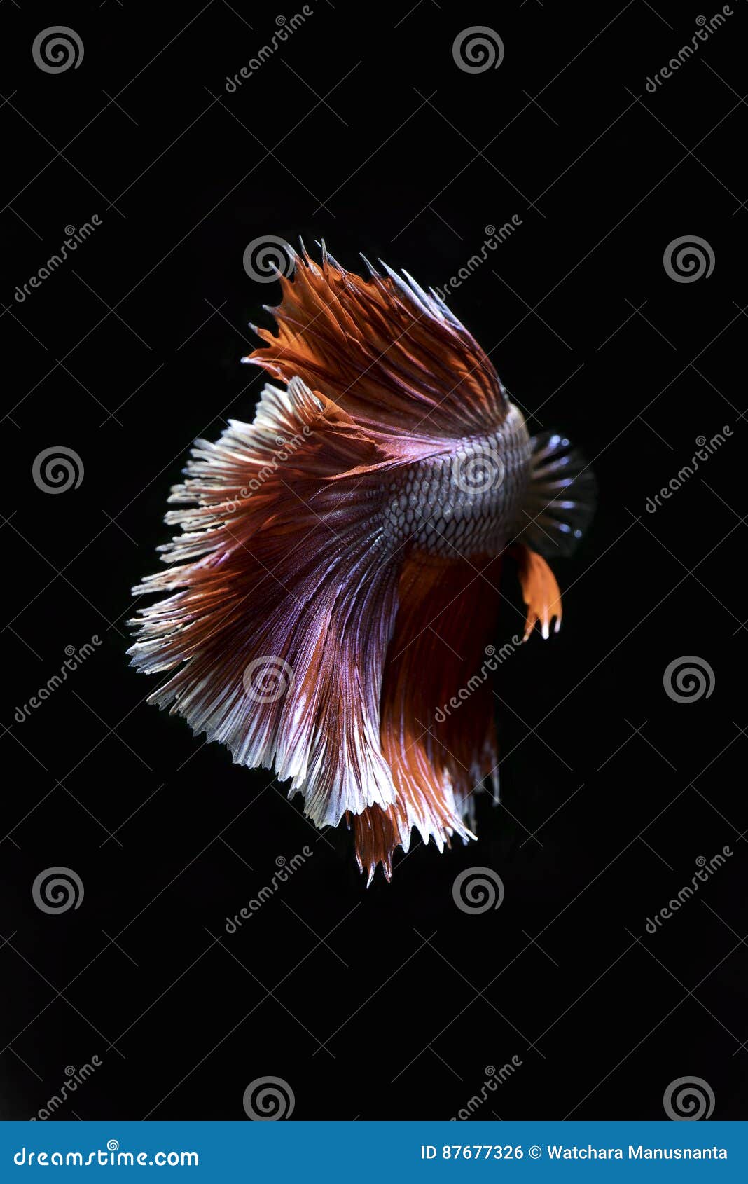 Beta Fish Move on Black Background Stock Photo - Image of fish, nature ...