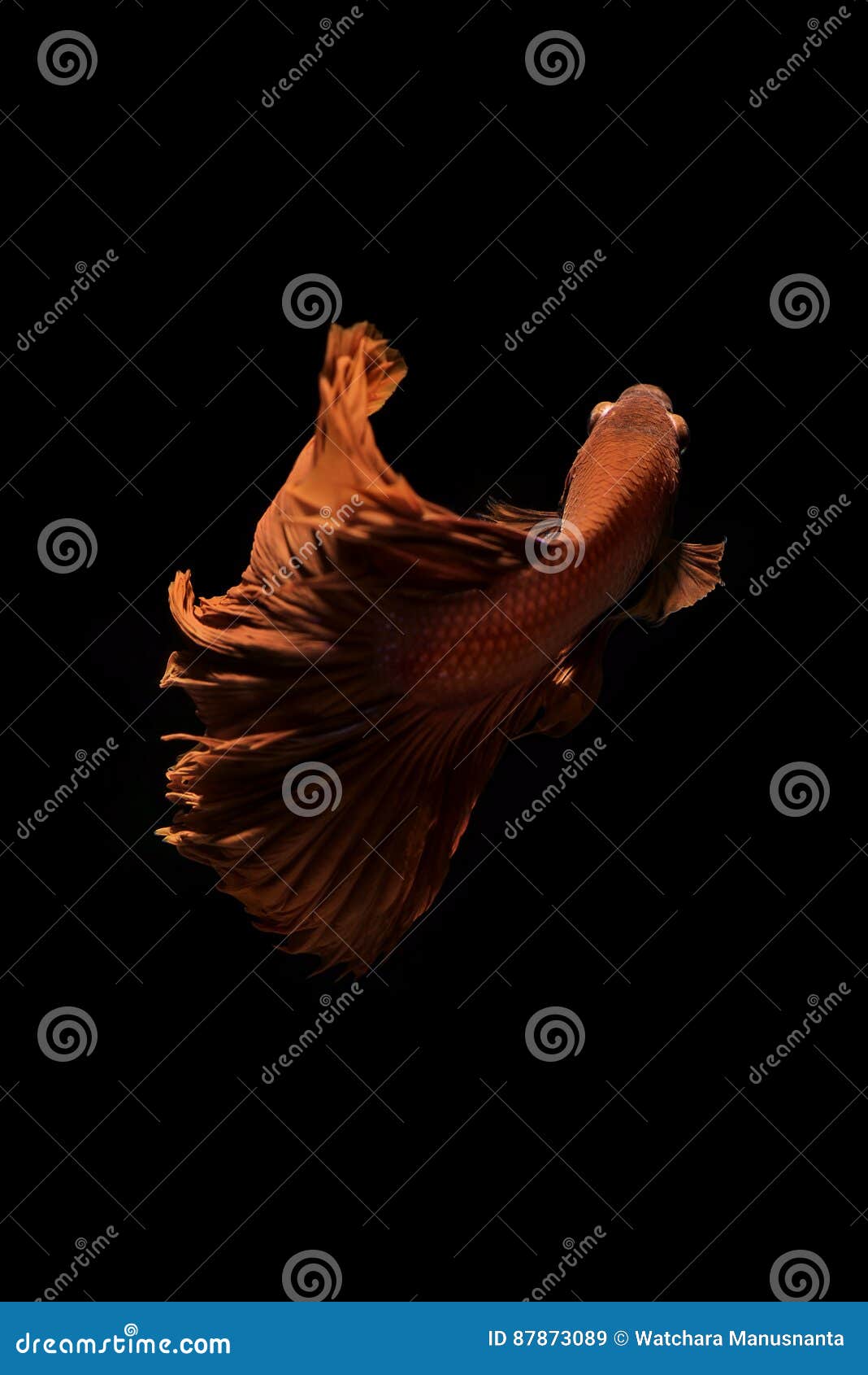 Beta Fish Move on Black Background Stock Image - Image of betta ...