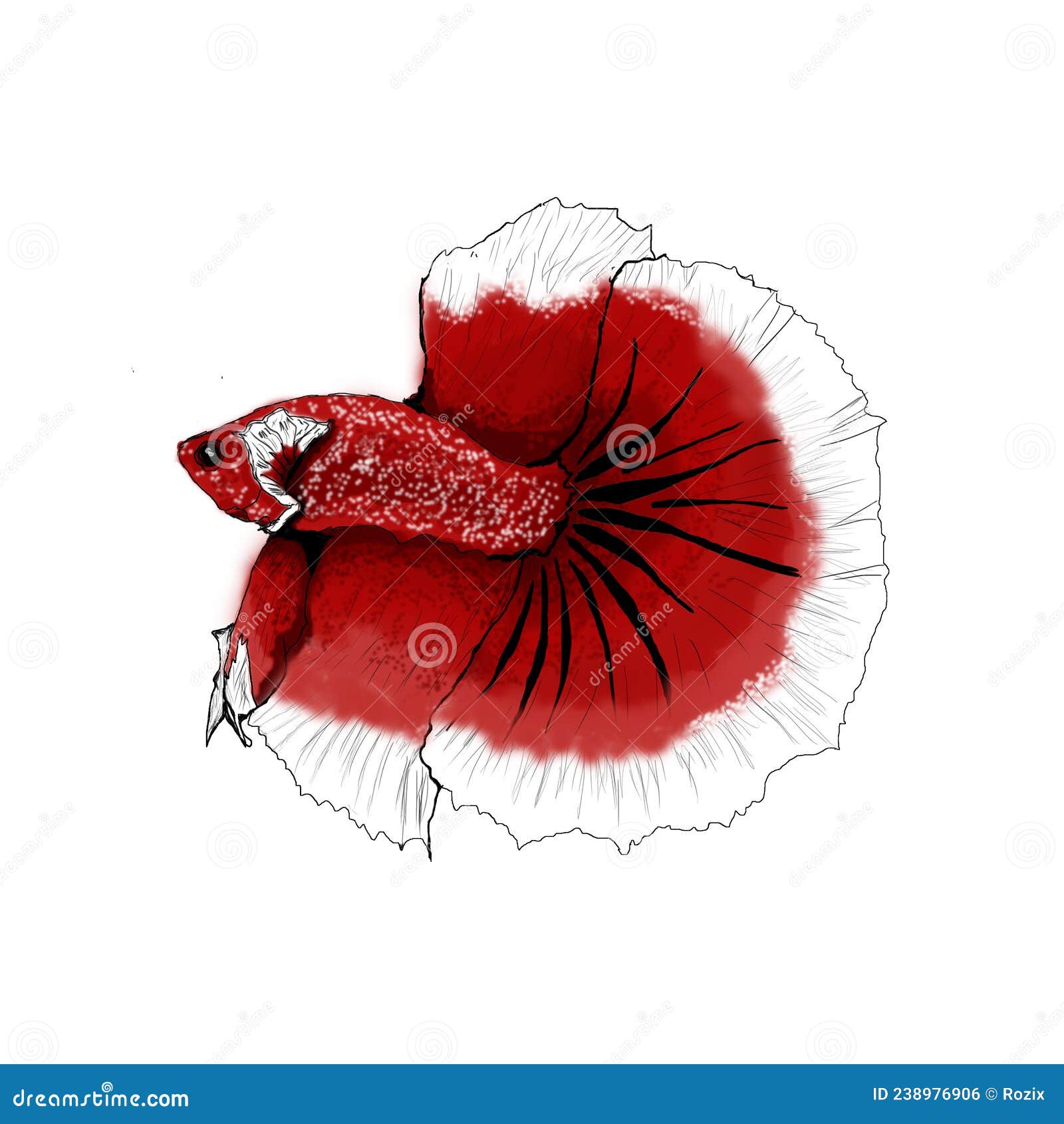 Beta Fish Red White Drawings Stock Illustration - Illustration of ...