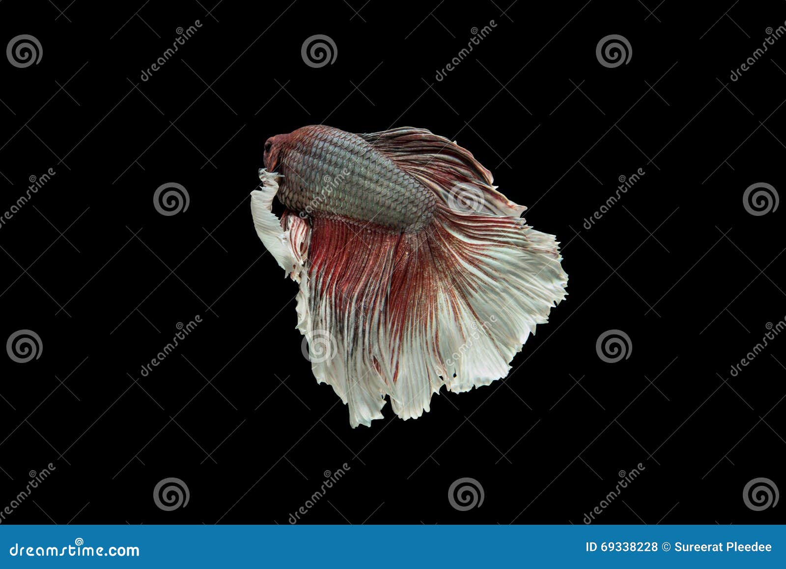 Beta fish stock photo. Image of isolate, betta, active - 69338228
