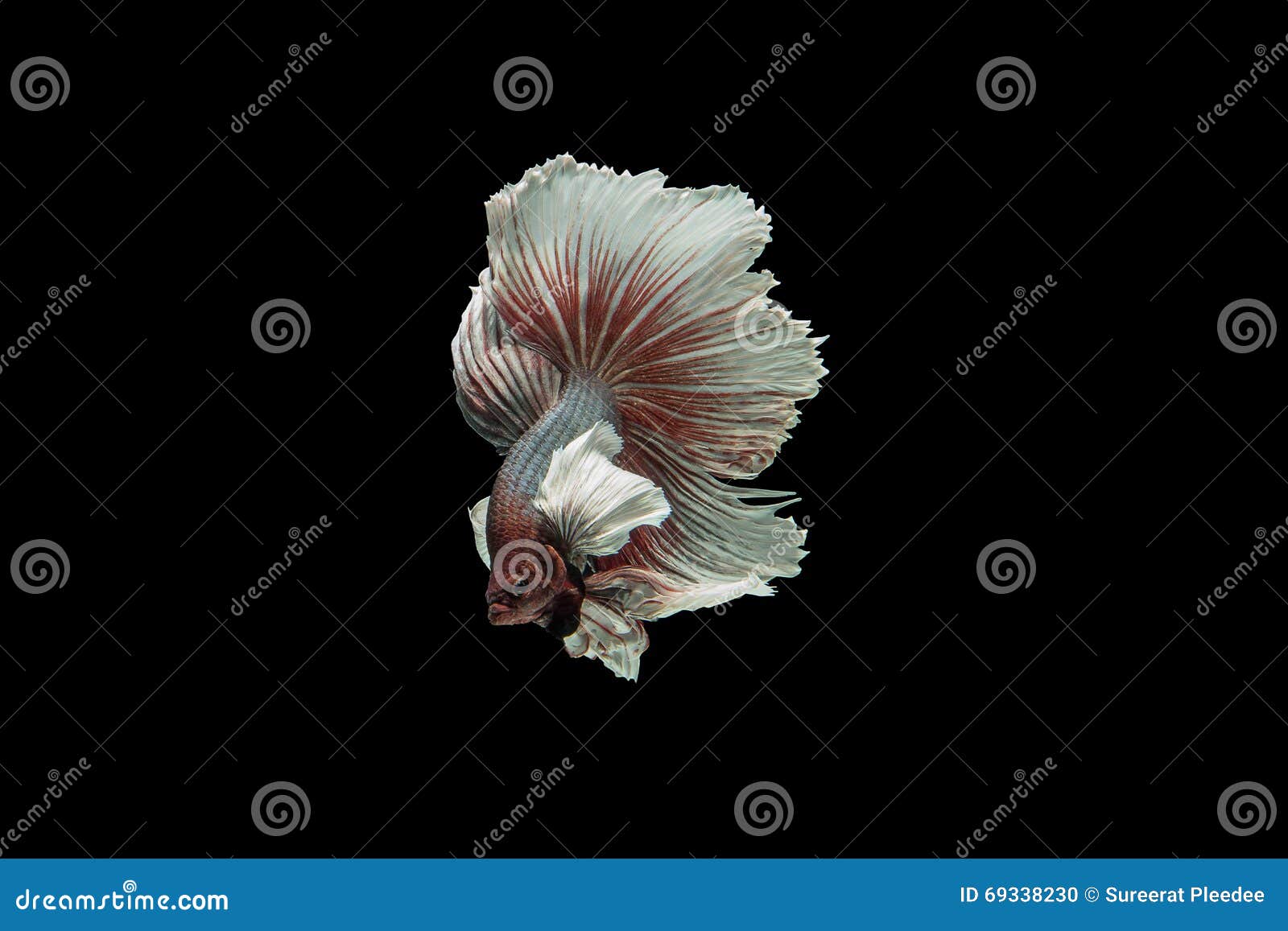 Beta fish stock photo. Image of active, creature, betta - 69338230