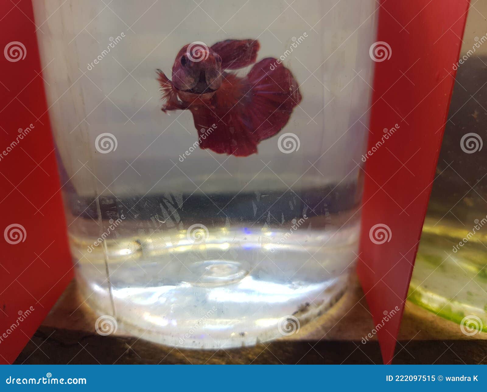Beta fish super red stock image. Image of animals, beutifulfish - 222097515
