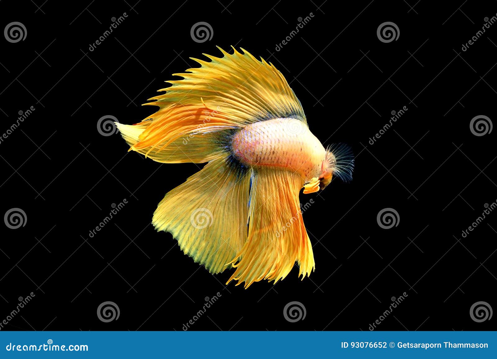 Beta Half Moon Fighting Beautiful Fish Close Up Stock Photo - Image of ...