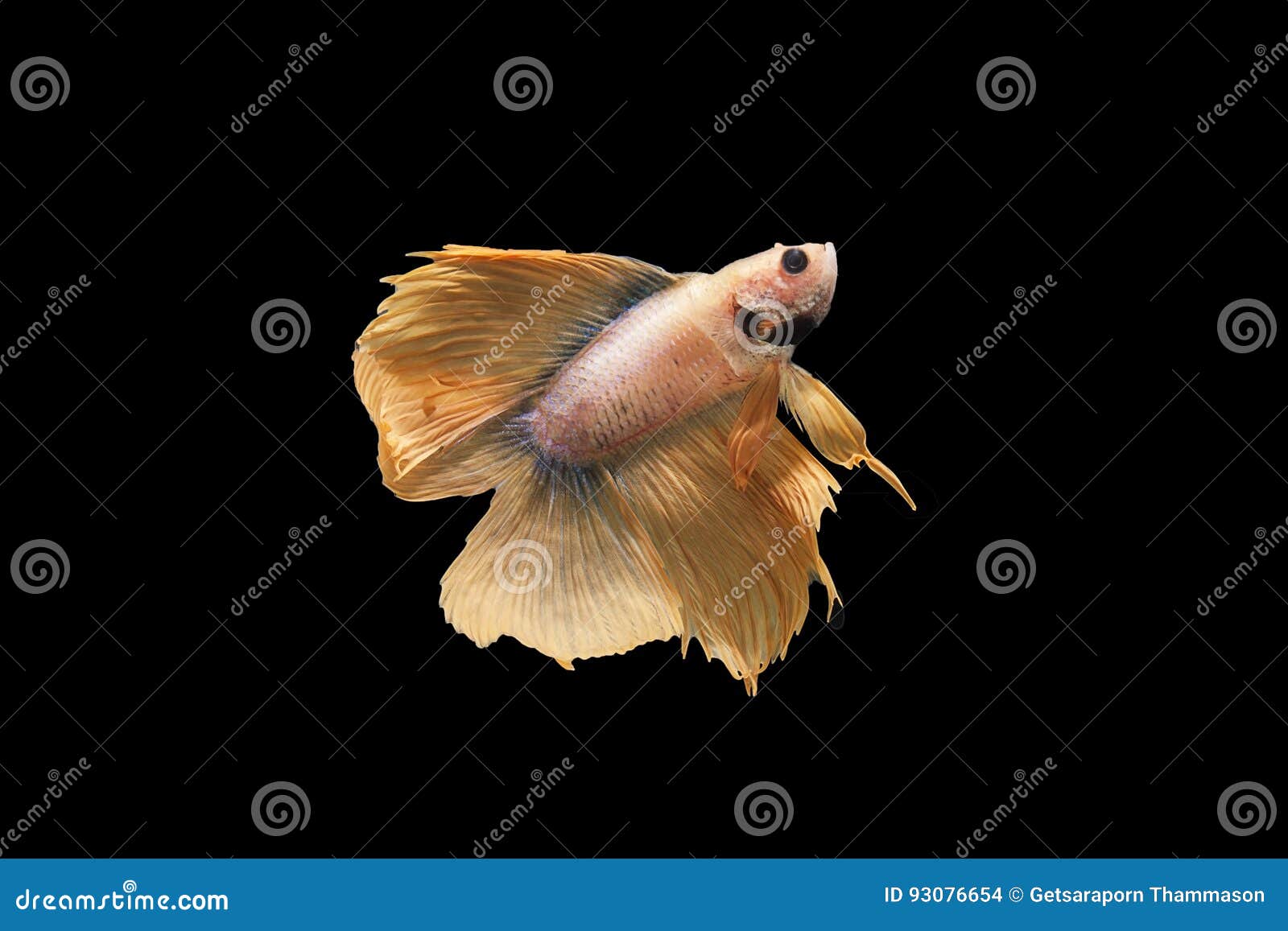 Beta Half Moon Fighting Beautiful Fish Close Up Stock Photo - Image of ...