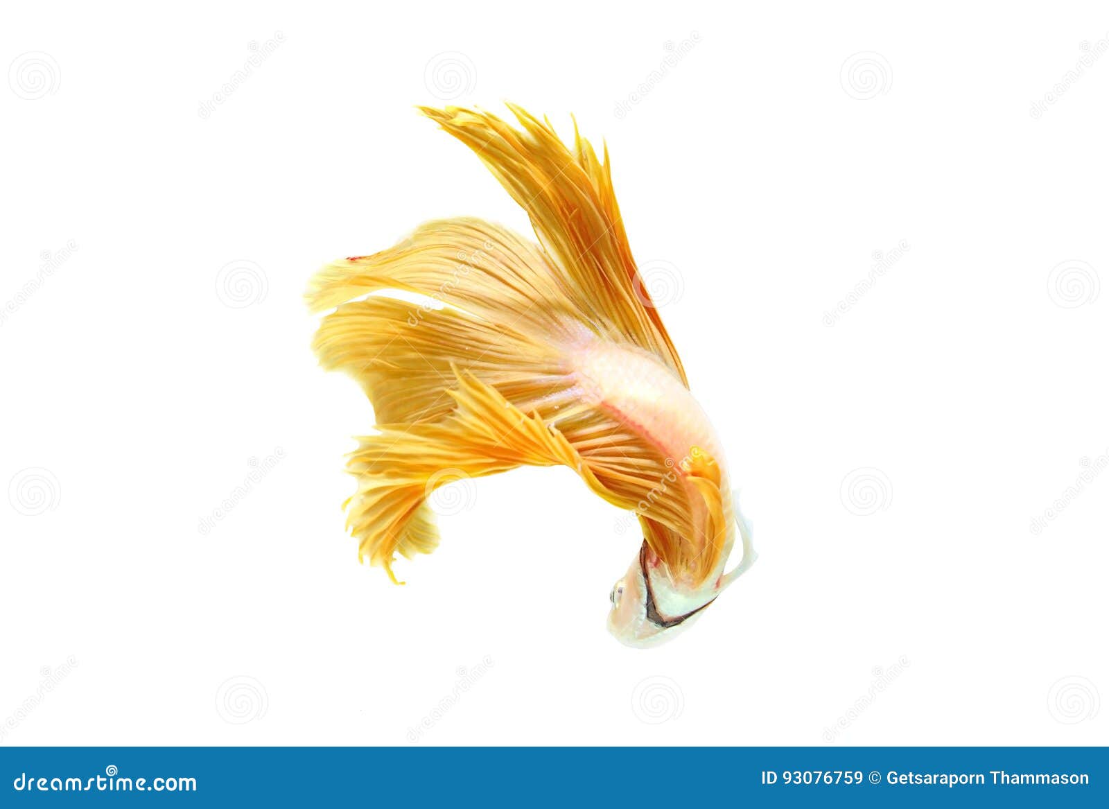 Beta Half Moon Fighting Beautiful Fish Close Up Stock Image - Image of ...