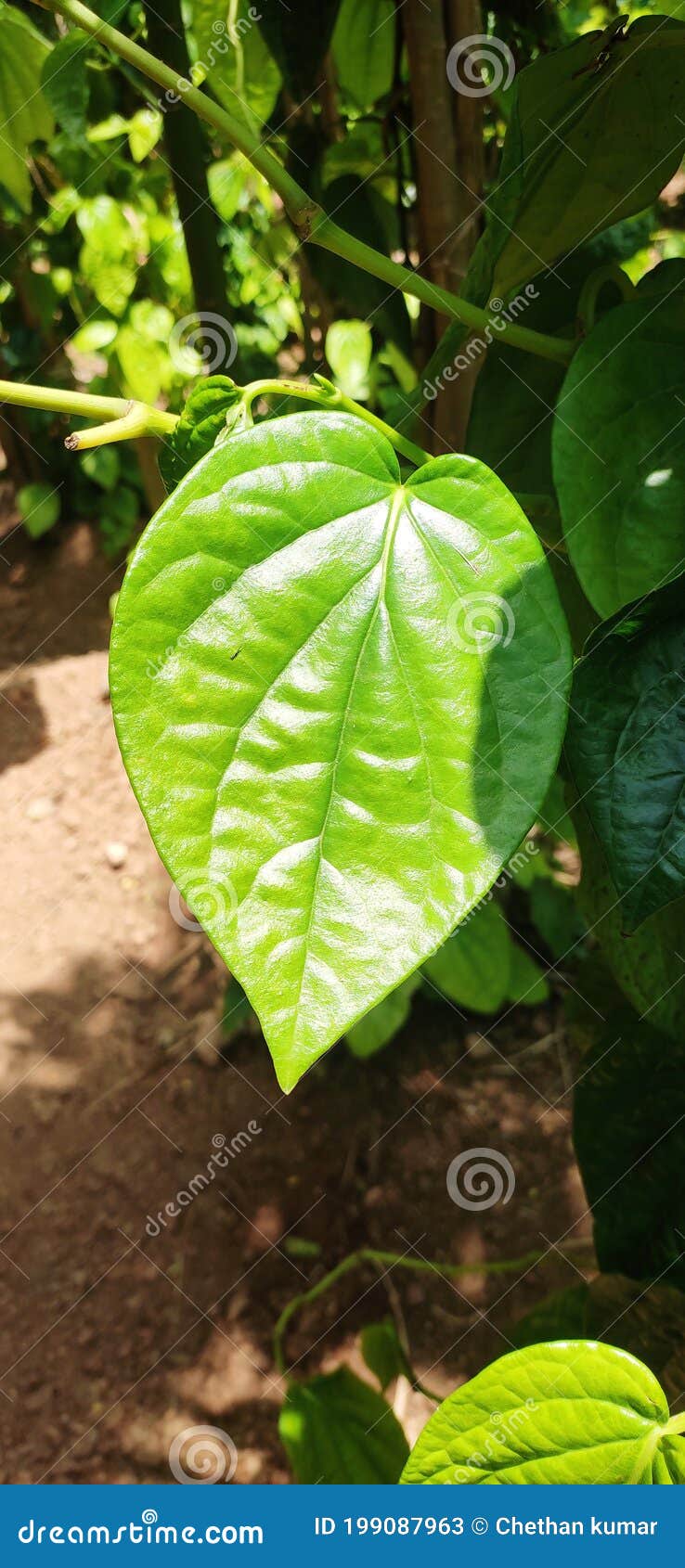 Betal leaf garden stock image. Image of produce, leaf - 199087963
