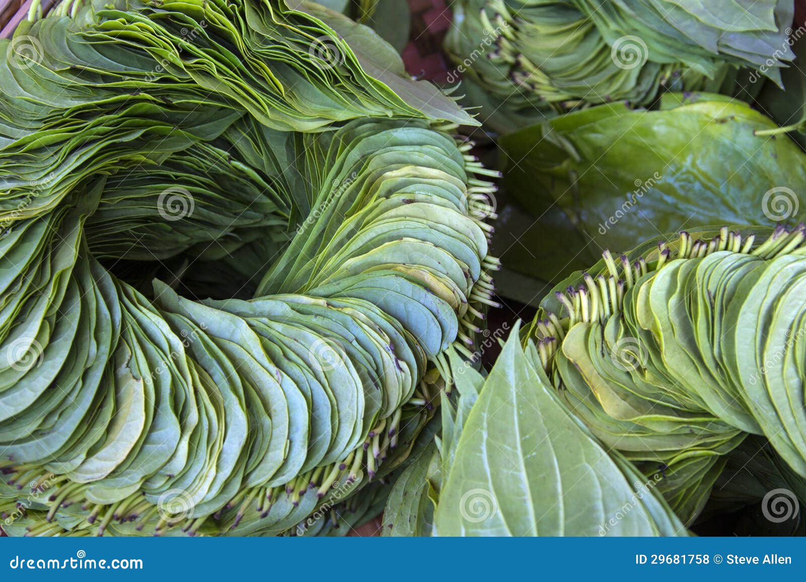 Betal Leaf - Myanmar stock photo. Image of travel, burma - 29681758
