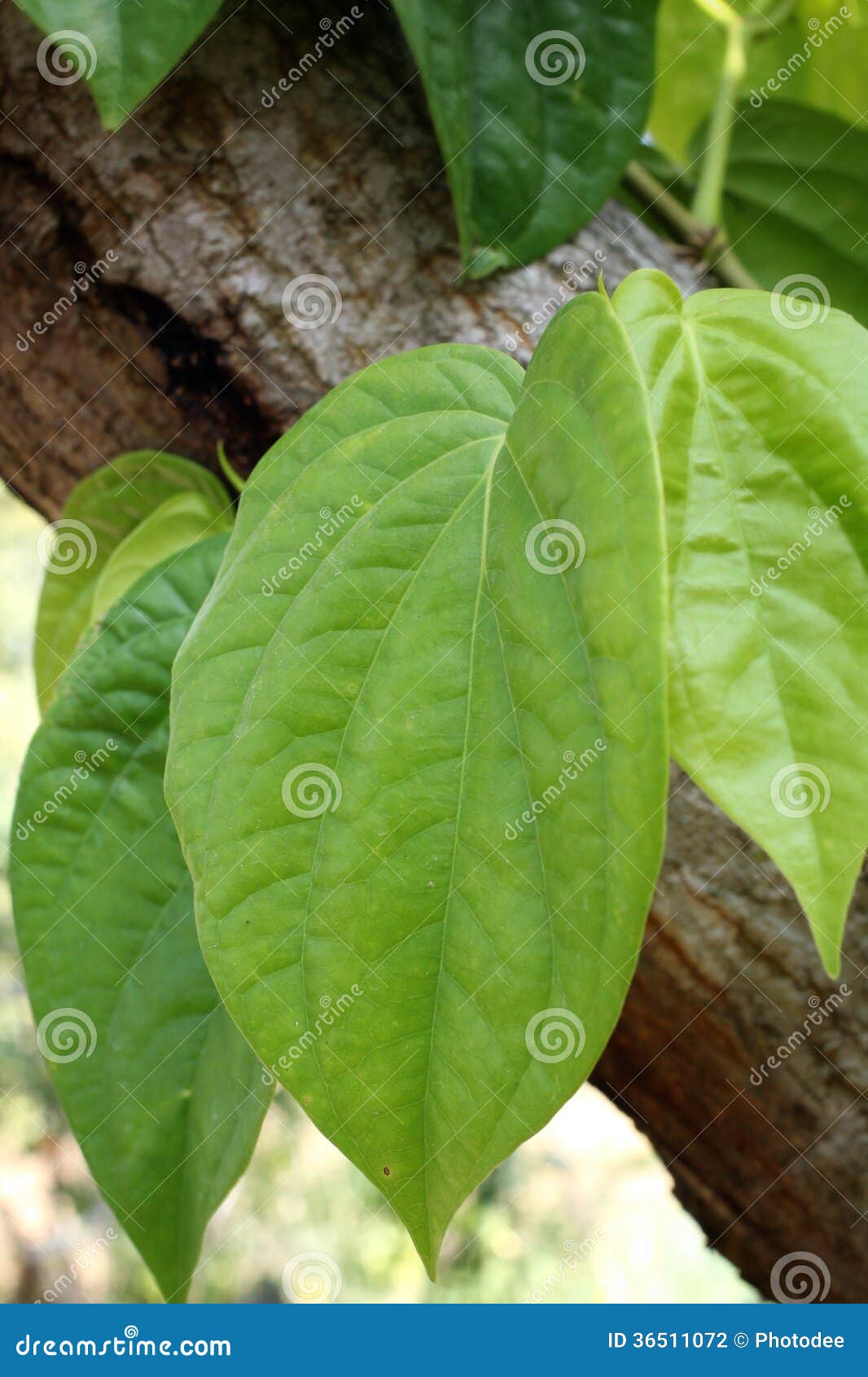 Betel stock photo. Image of chew, closeup, nature, beauty - 36511072