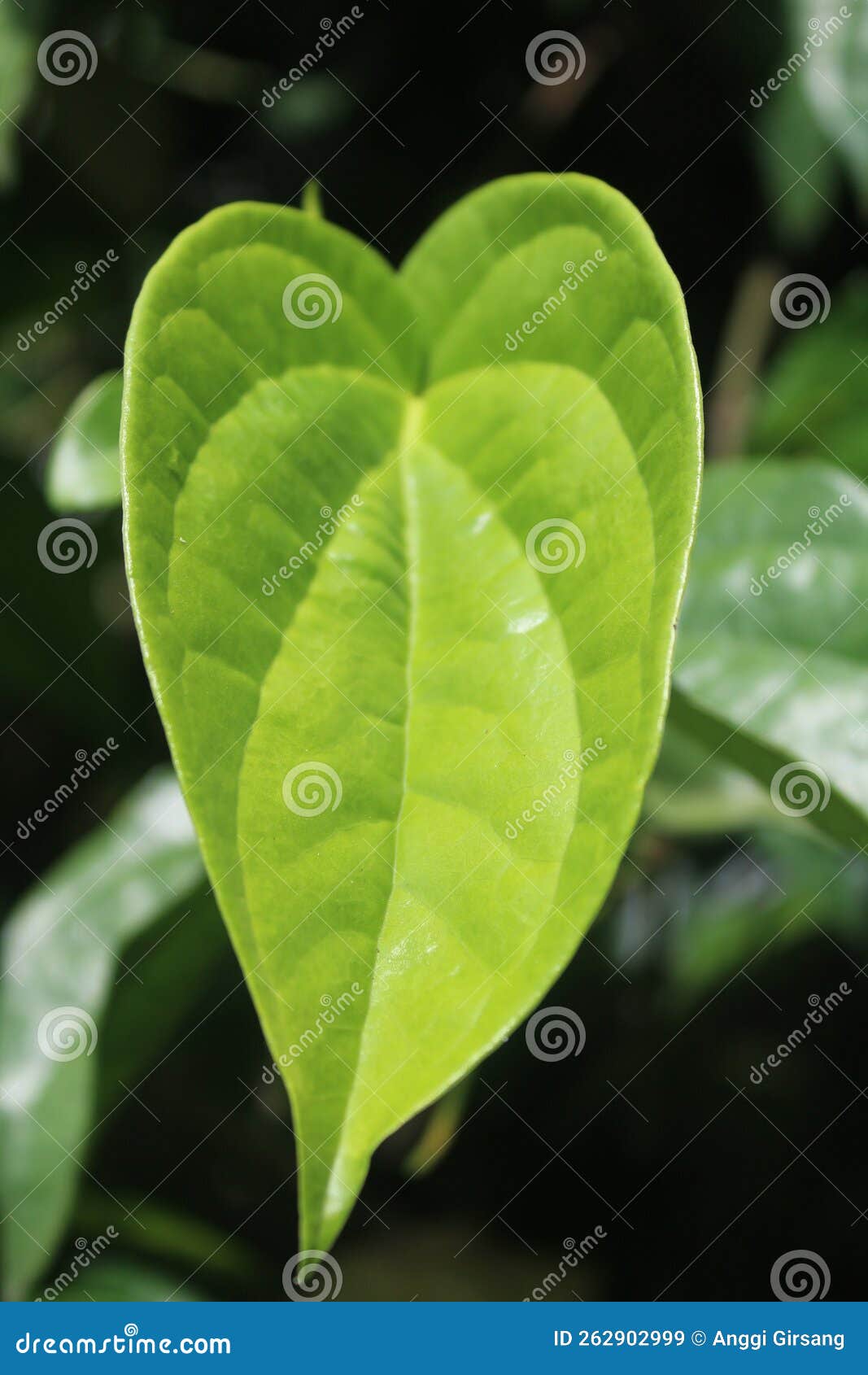 The Betel Leaf Behind My House is Very Pretty Stock Image - Image of ...