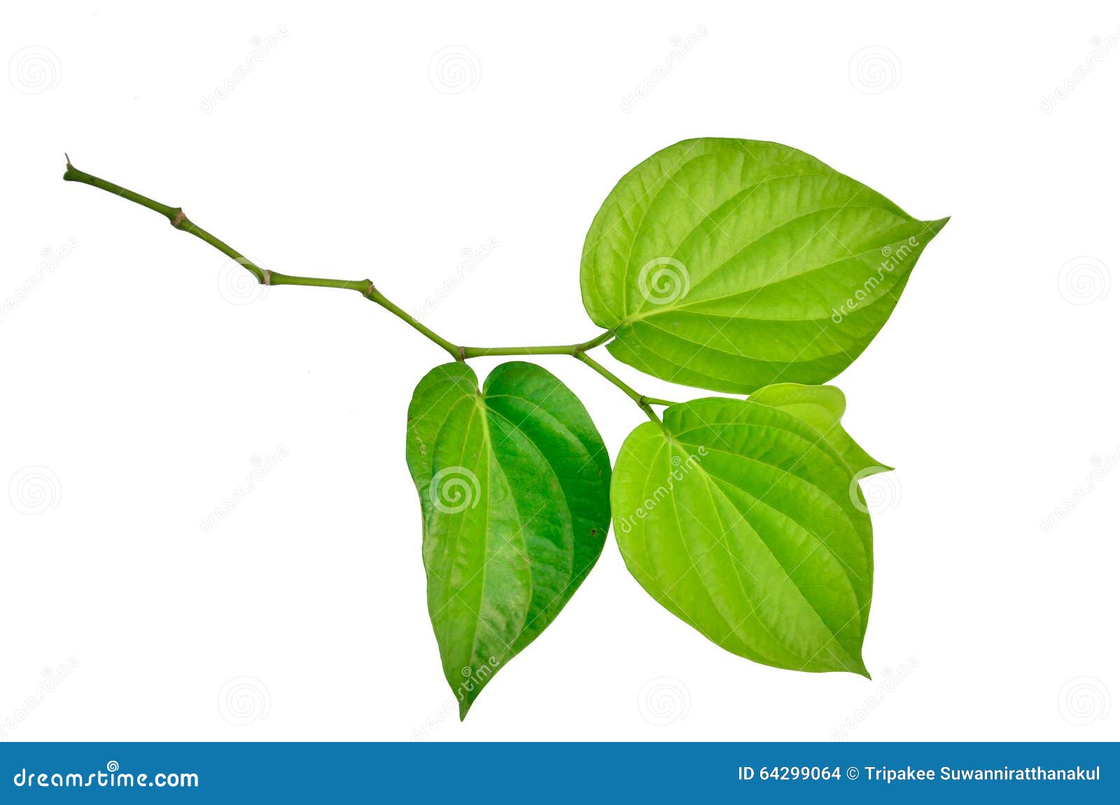 Betel Leaf Stack In Basket Top View Asian Herb Food And Medicine Stock ...
