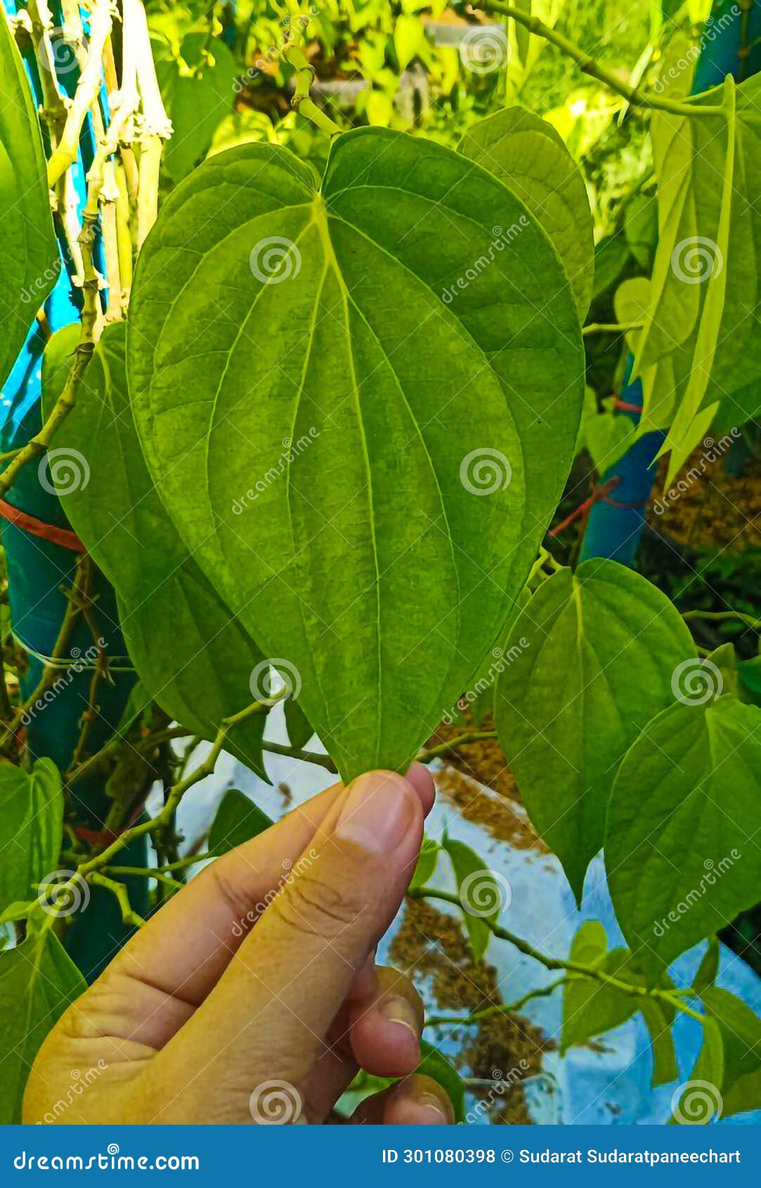 Betel Leaf Leaves Green Leaves Nature Stock Illustration - Illustration ...