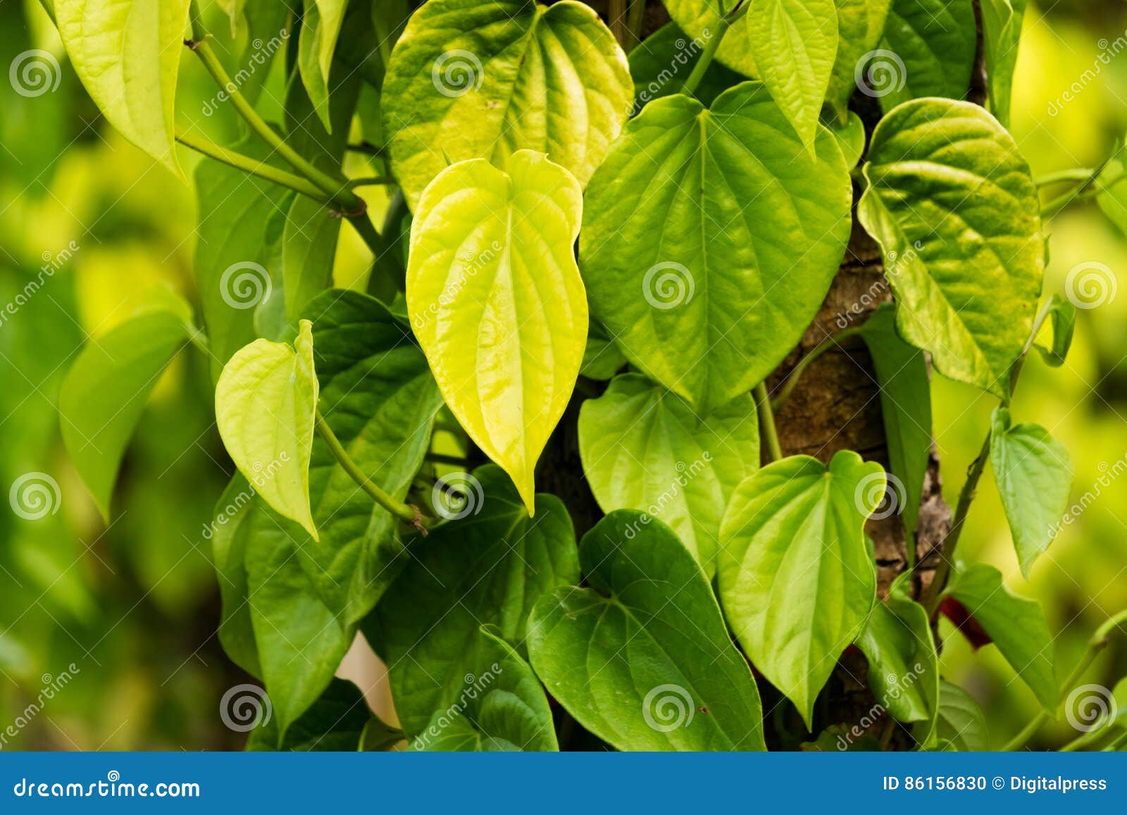 Betel Leaf stock photo. Image of agriculture, food, piper - 86156830