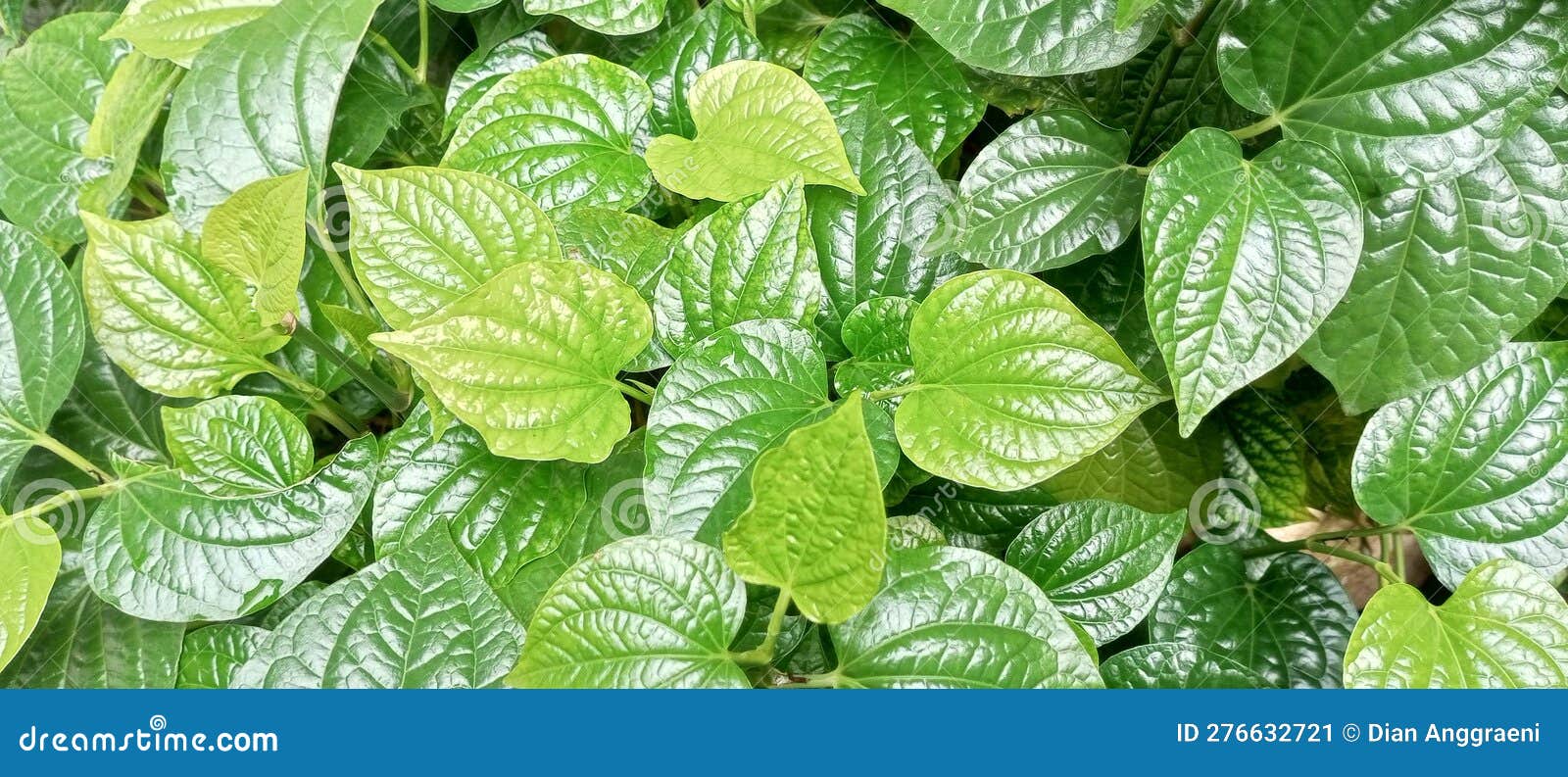 Betel Leaf Plant with Many Benefits Stock Image - Image of plant, betel ... Betel Leaf Plant with Many Benefits Stock Image - Image of plant, betel ...