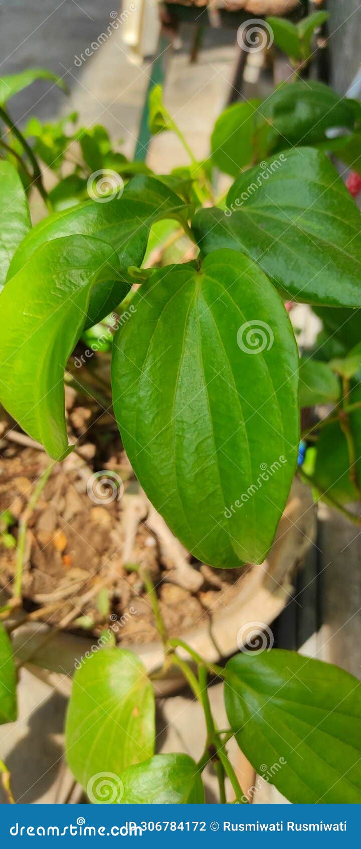 Betel Leaf or Scientific Name Piper Betle Linn, is a Medicinal Plant ... Betel Leaf or Scientific Name Piper Betle Linn, is a Medicinal Plant ...