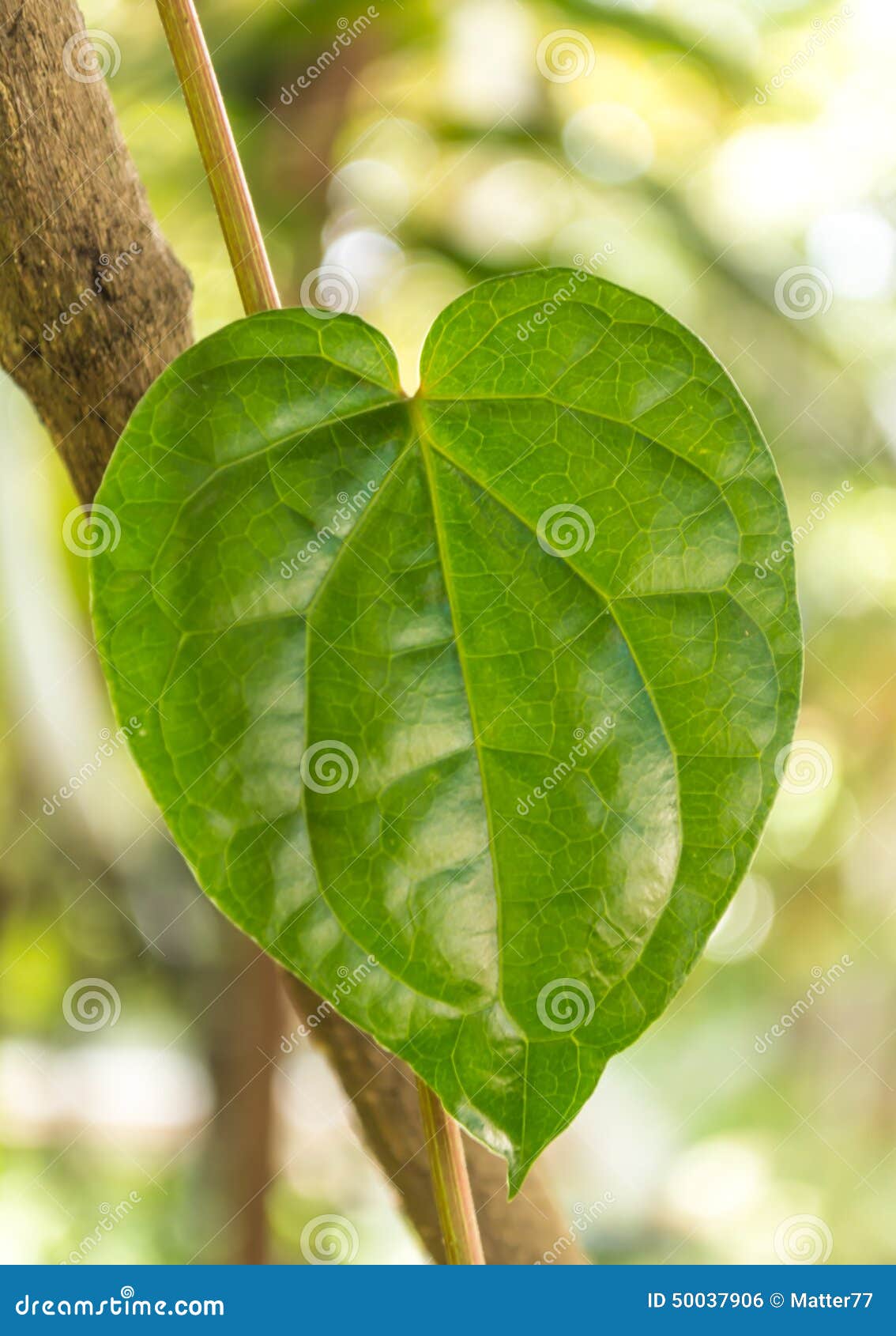 Betel leaf, Thai herbal stock photo. Image of medicine - 50037906