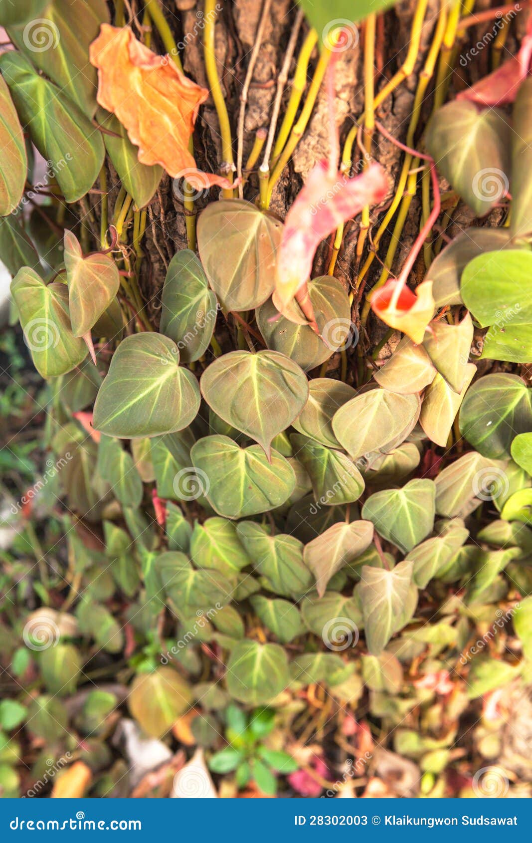 Betel leaf on the tree stock image. Image of green, leaf - 28302003