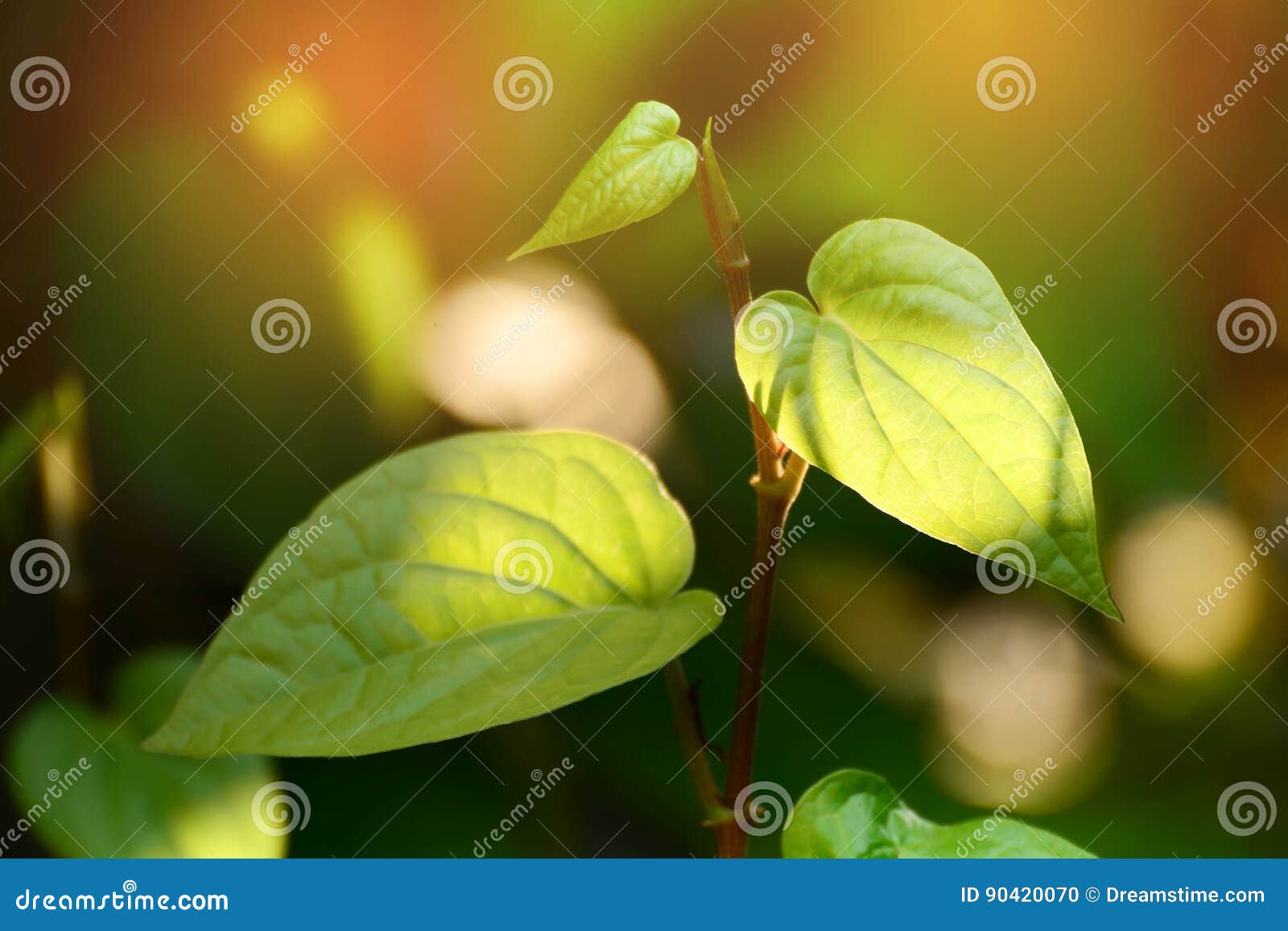 Betel Leaf Tree Green Color Light Stock Photo - Image of color, thai ...