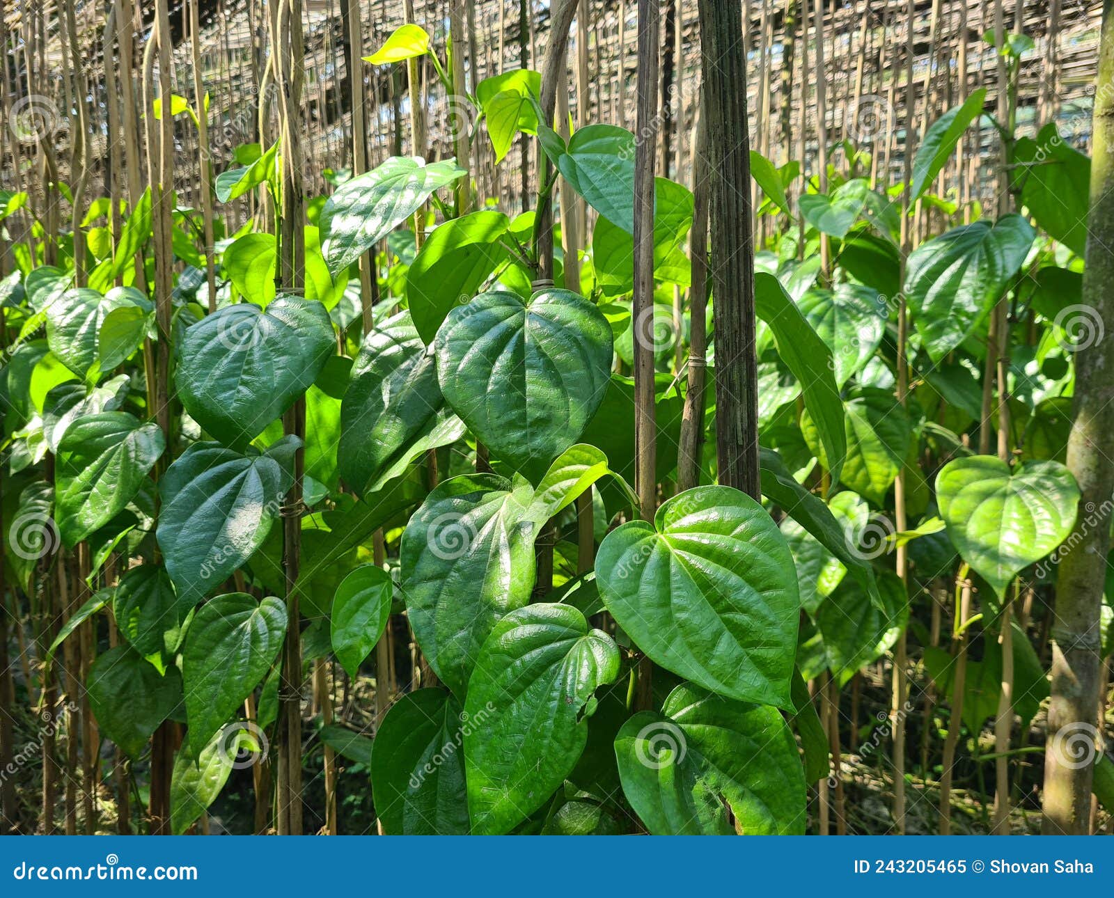 Betel leaves stock image. Image of crop, fruit, betel - 243205465