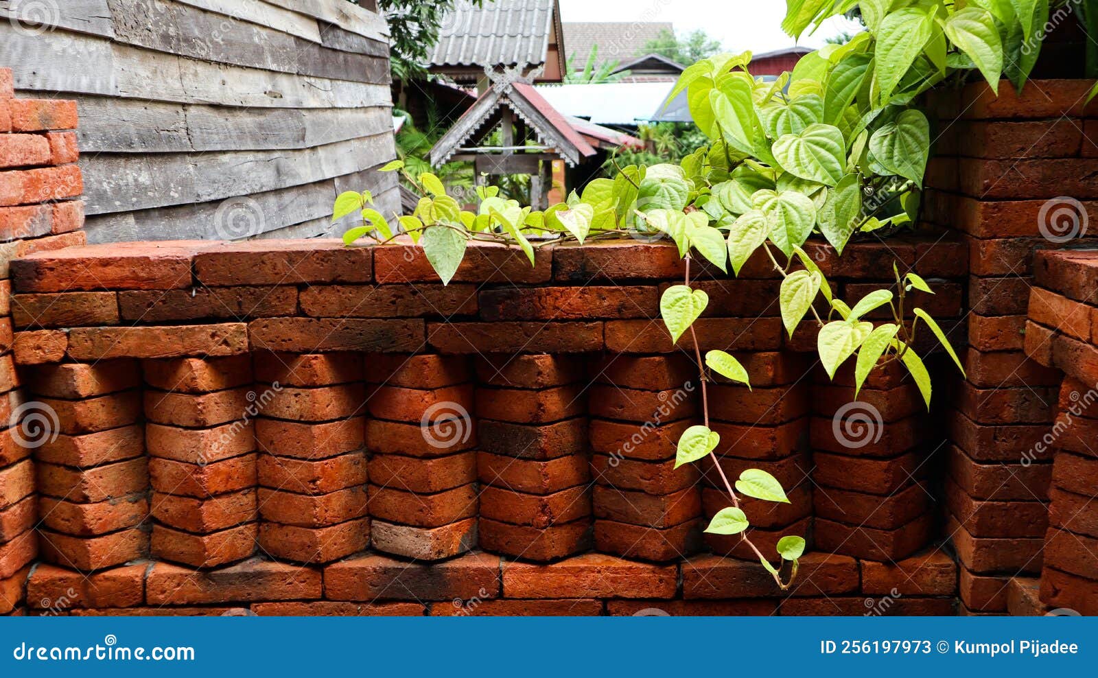 Betel Leaves Growing on the Red Brick Structure Stock Image - Image of ... Betel Leaves Growing on the Red Brick Structure Stock Image - Image of ...